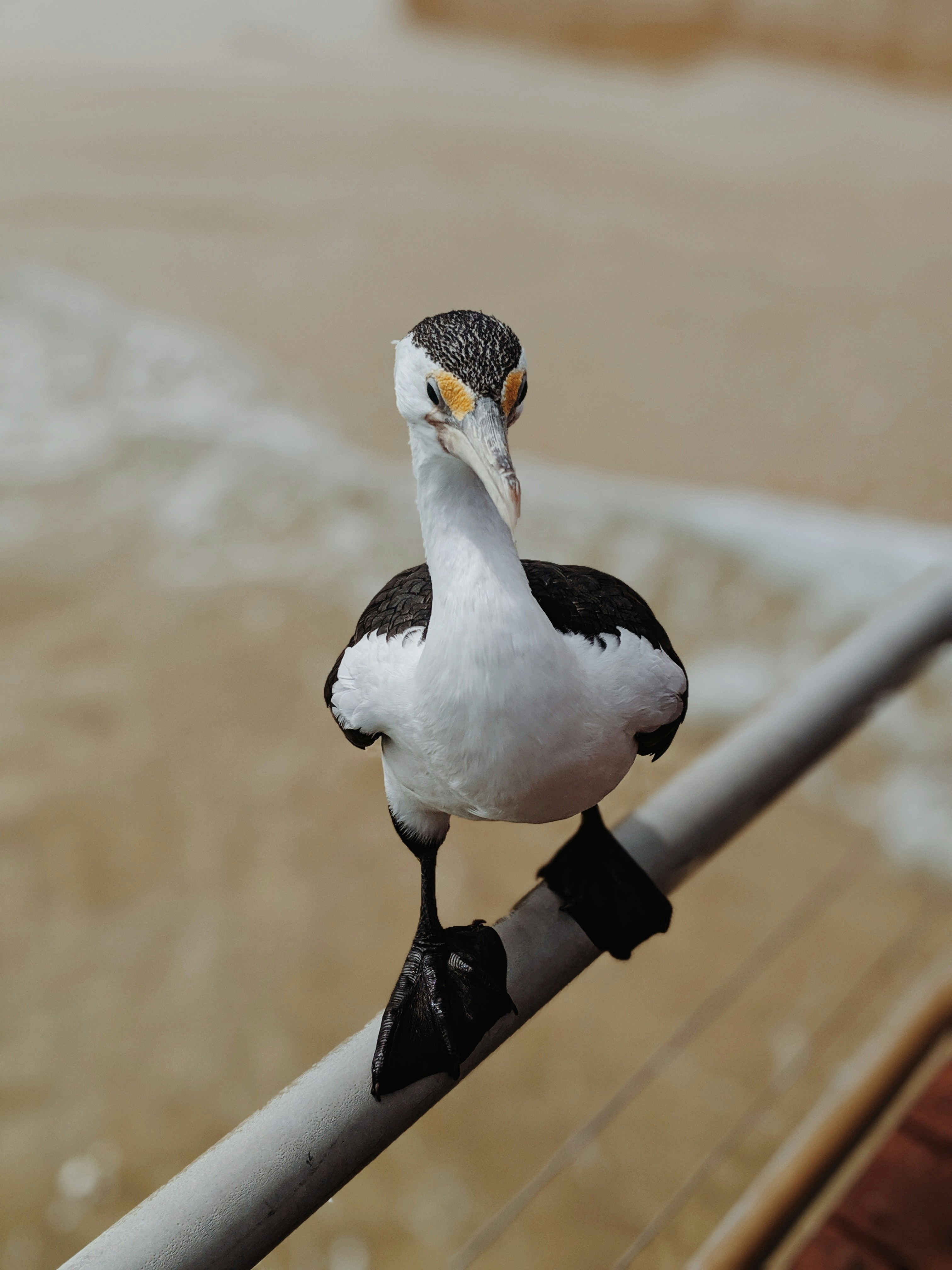 Granite-eyed Pelican on a Rail