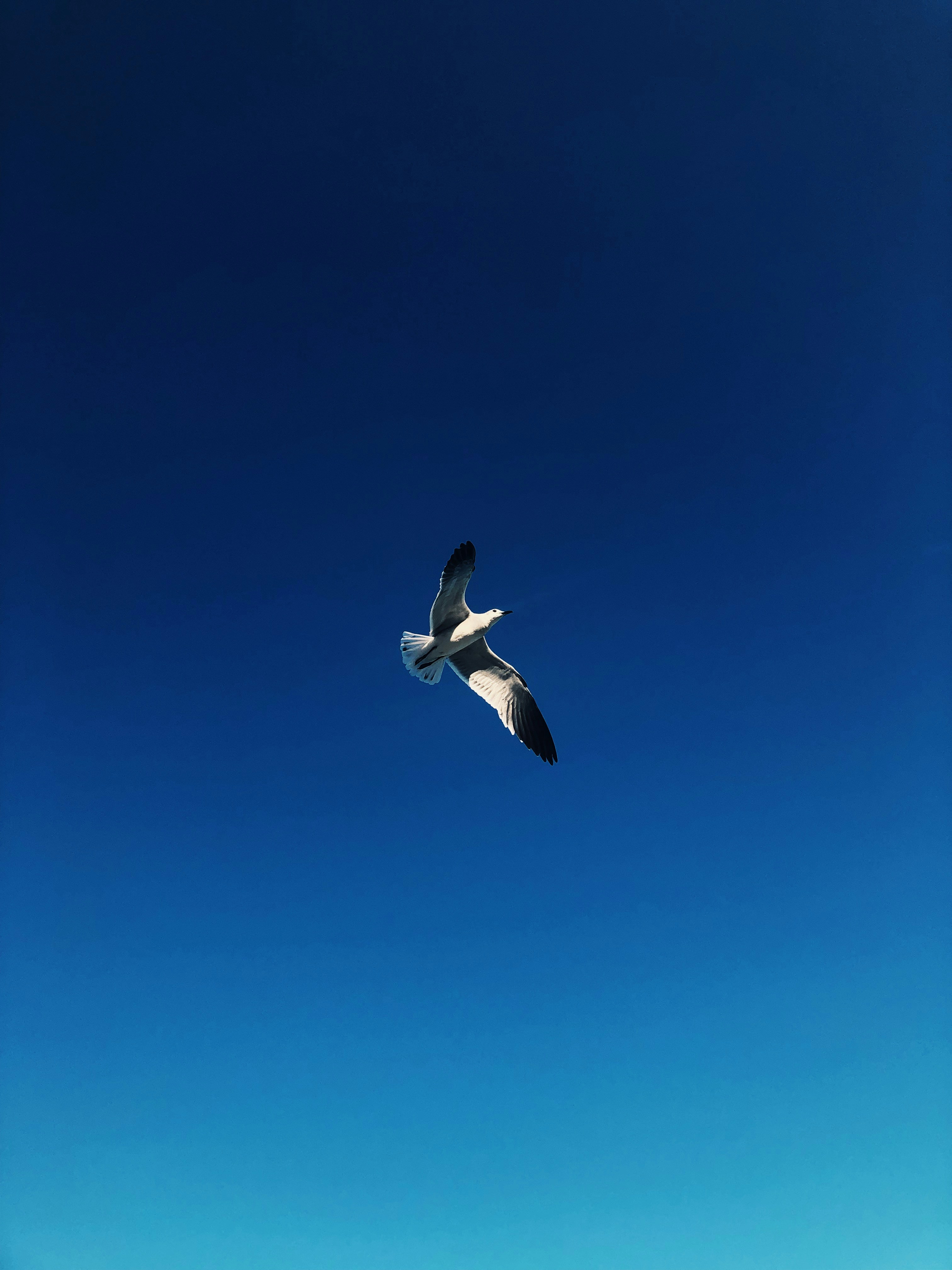 A seagull gracefully glides through a clear blue sky, showcasing its wings in full span. The image captures the essence of freedom and tranquility.