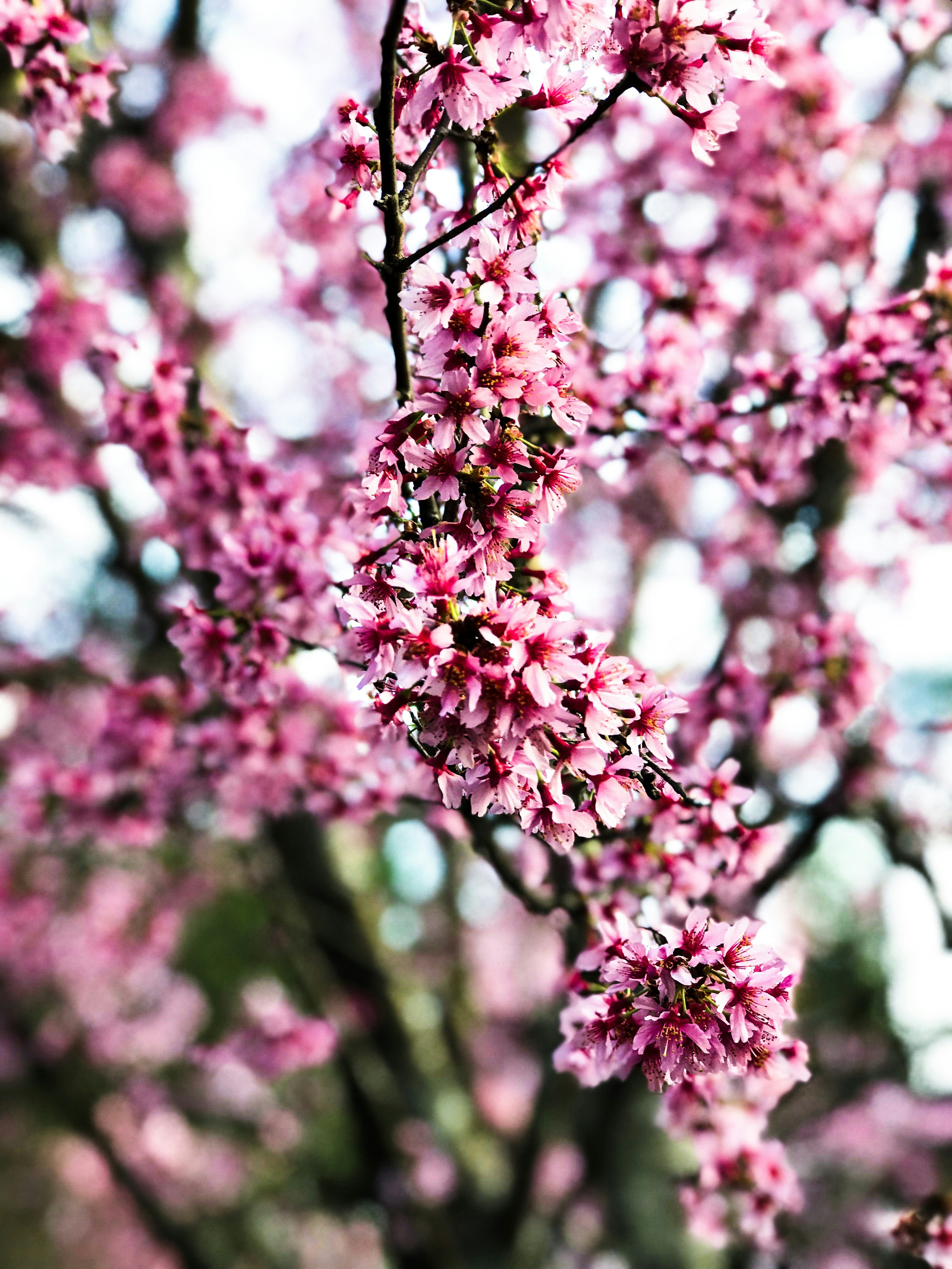 Flower Branch Pictures | Download Free Images on Unsplash