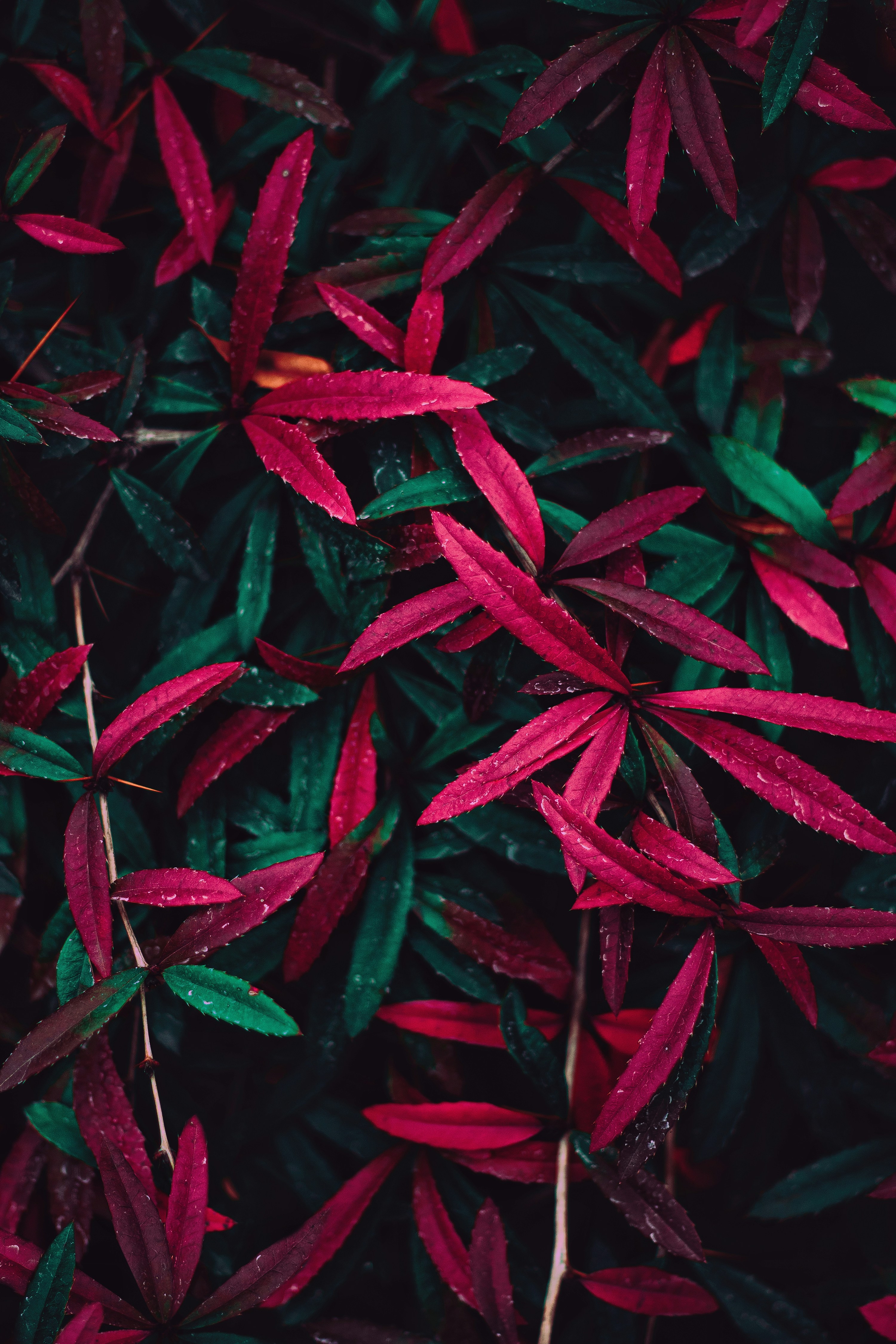Crimson and Emerald Tapestry
