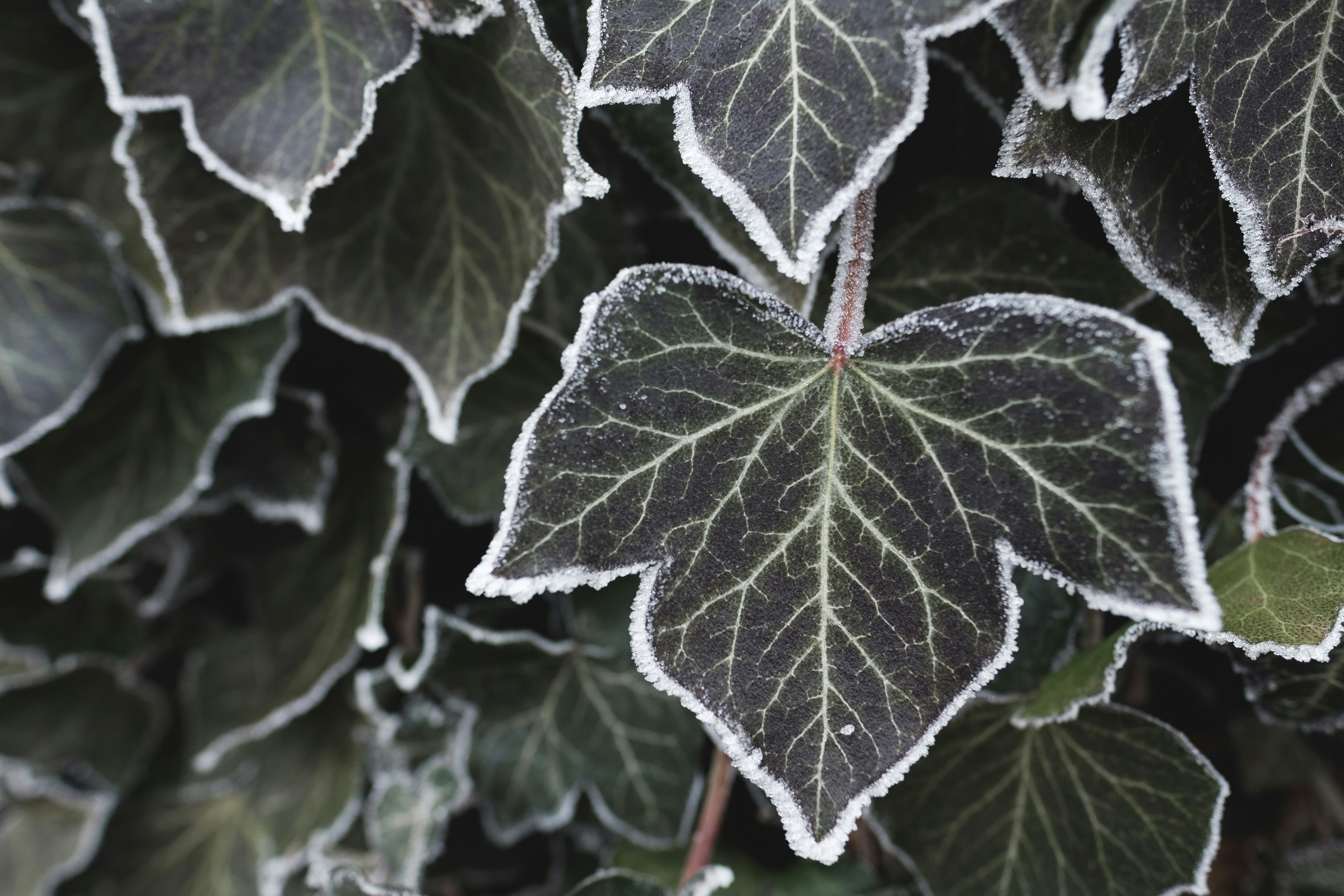 Frosted Ivy Edges: a close-up of icy-veined leaves