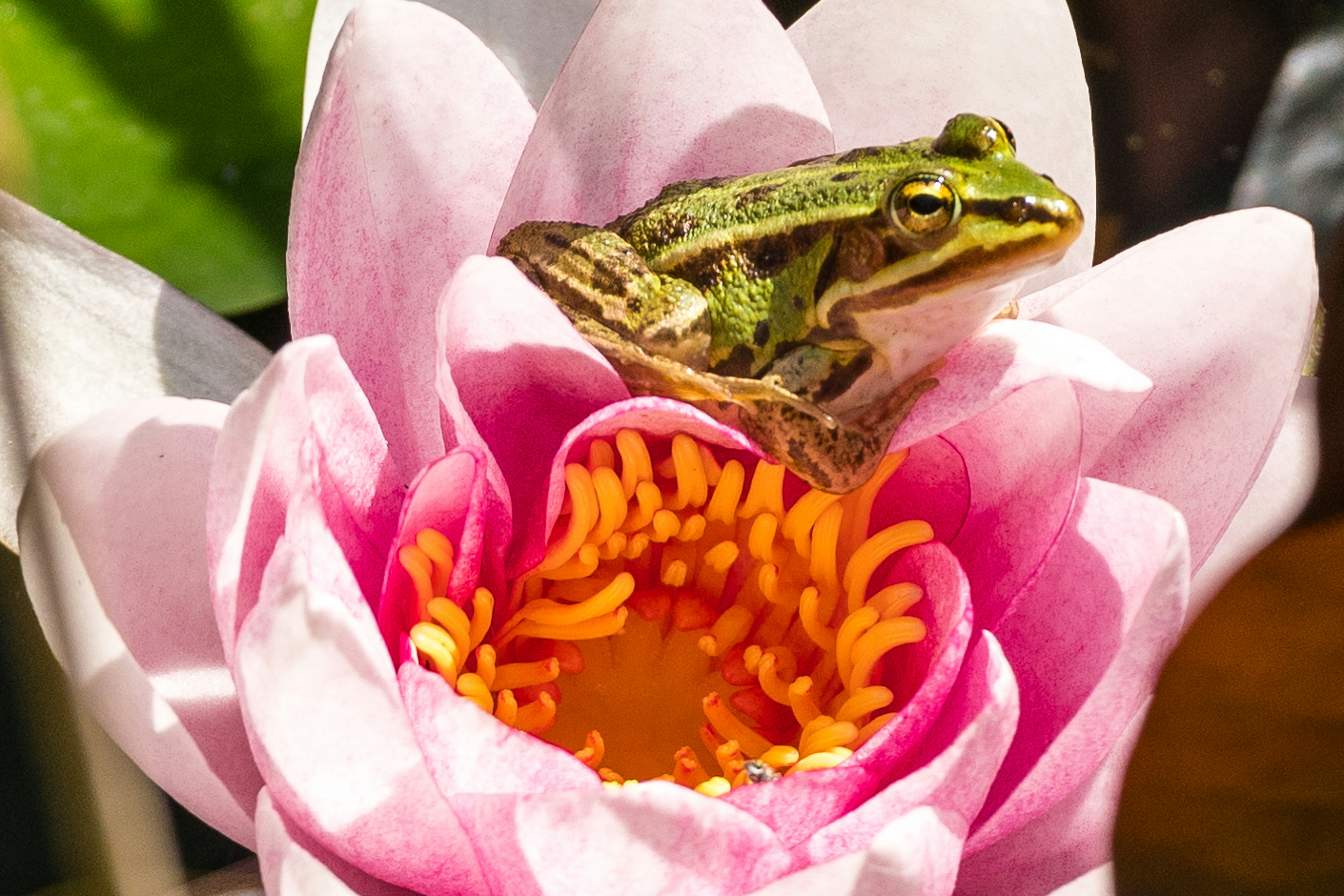 Emerald Frog on a Blush Lotus: A Macro Moment
