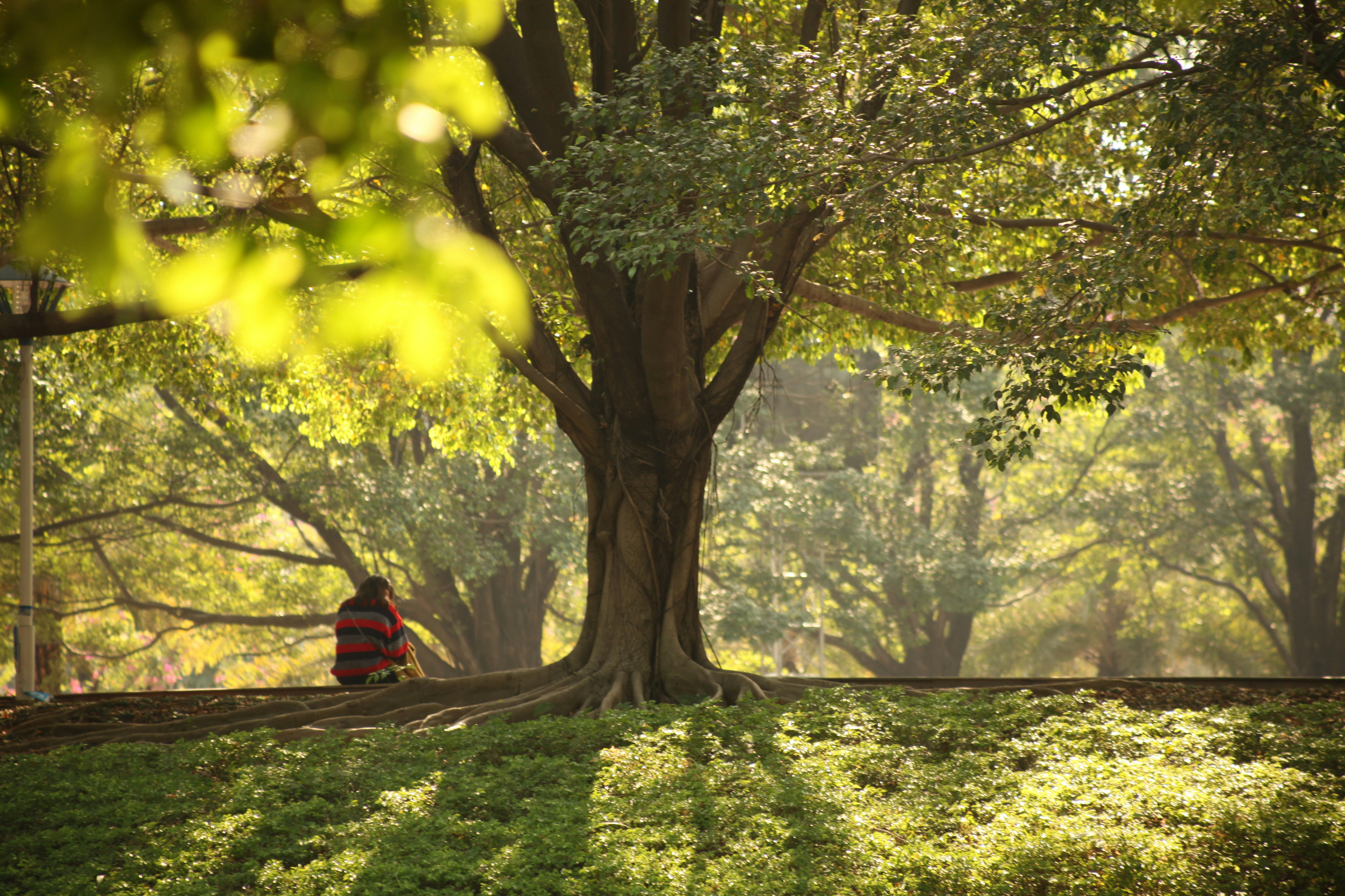 Person sitting beside tree photo – Free Plant Image on Unsplash