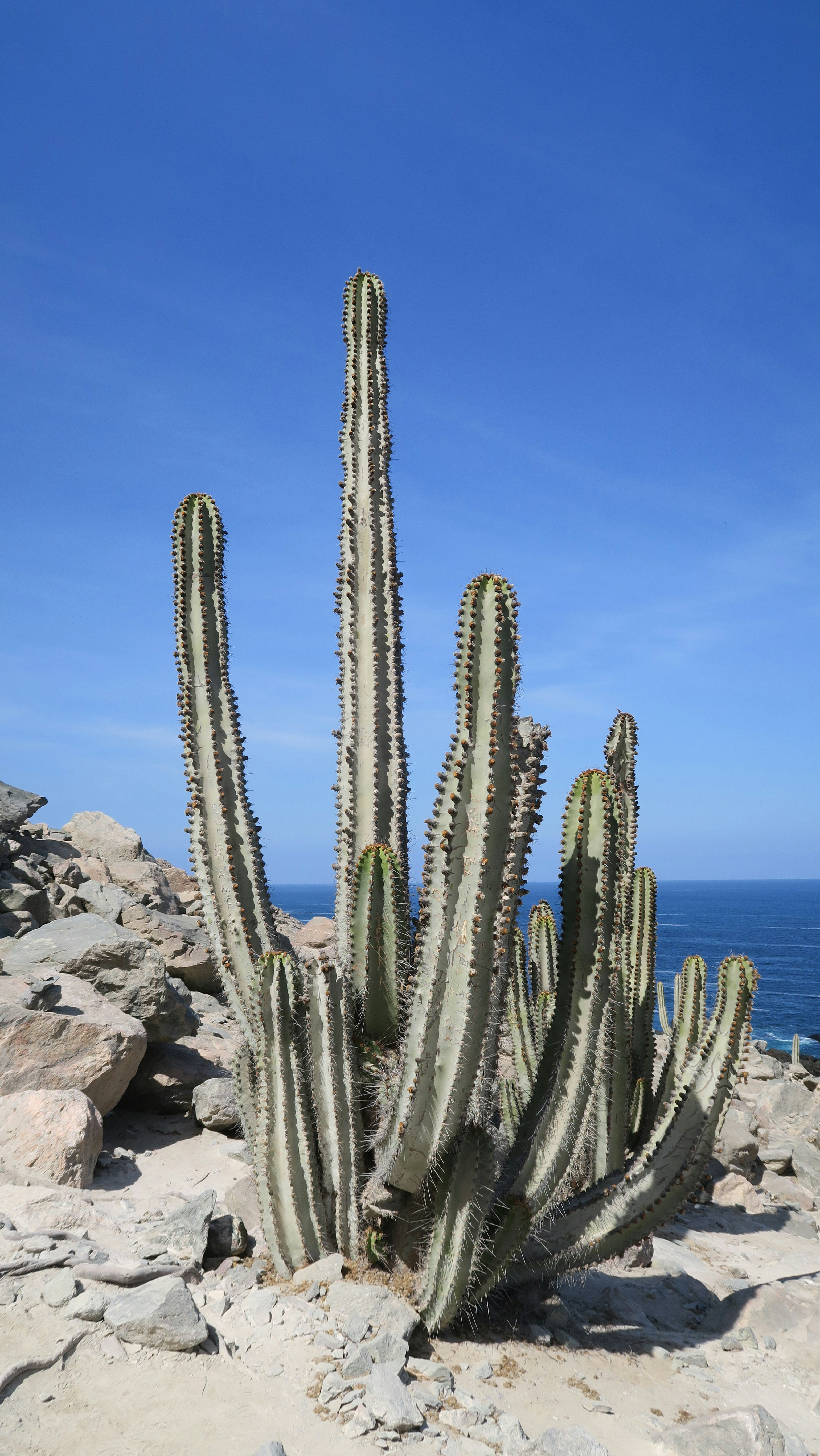 A majestic cactus stands tall against a clear blue sky, surrounded by rocky terrain and the ocean in the background.