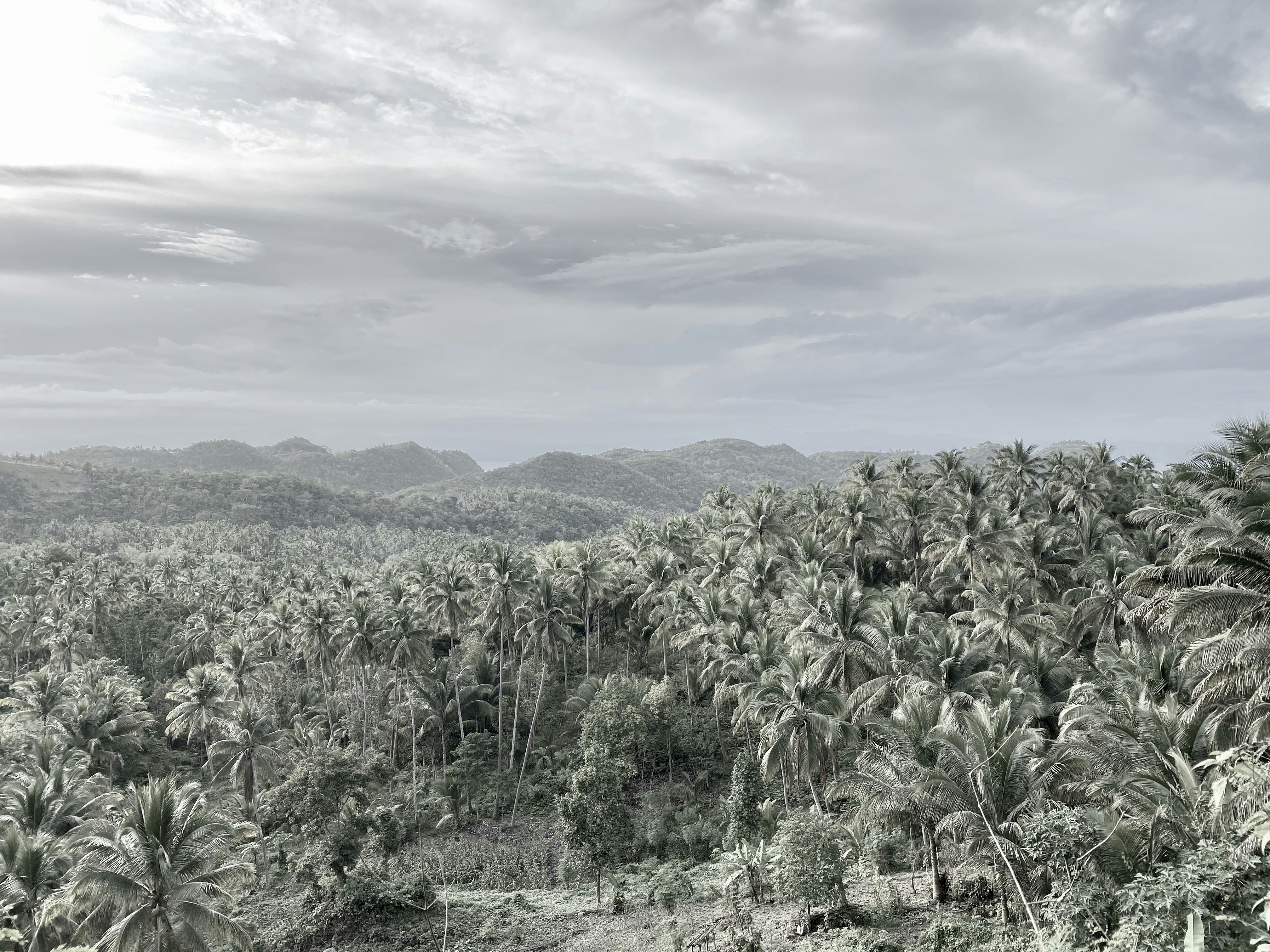 Hushed Palms and a Distant Ridge