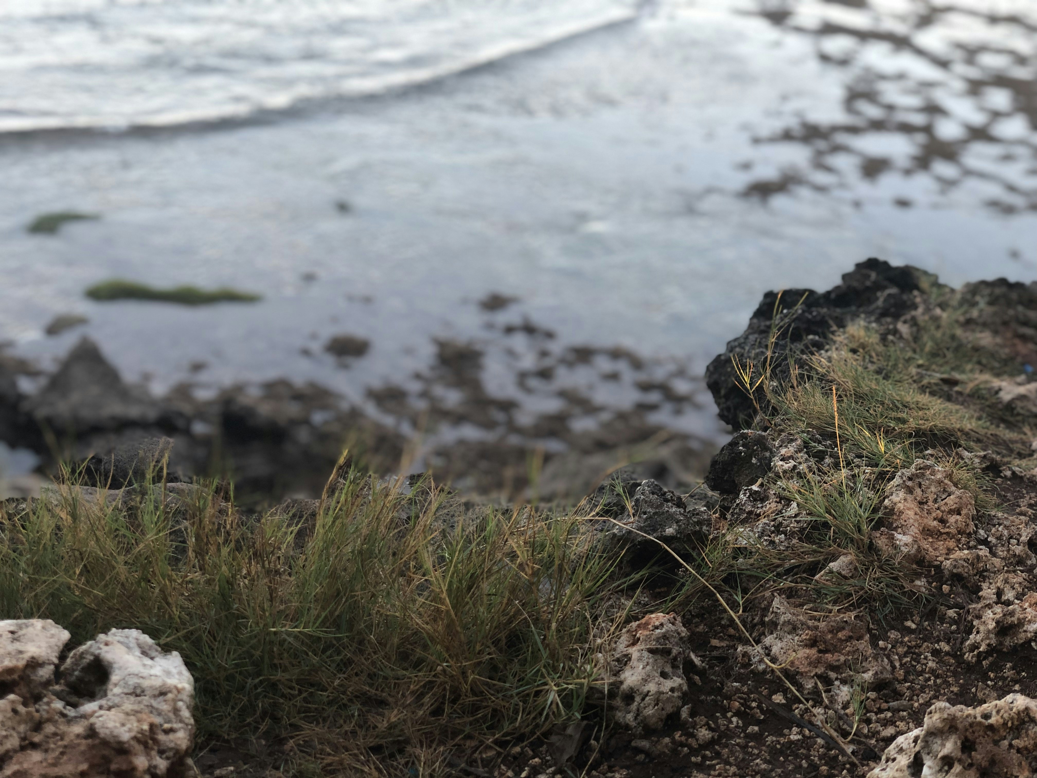 Edge of Quiet Coast: Tufted Grass on Weathered Rock