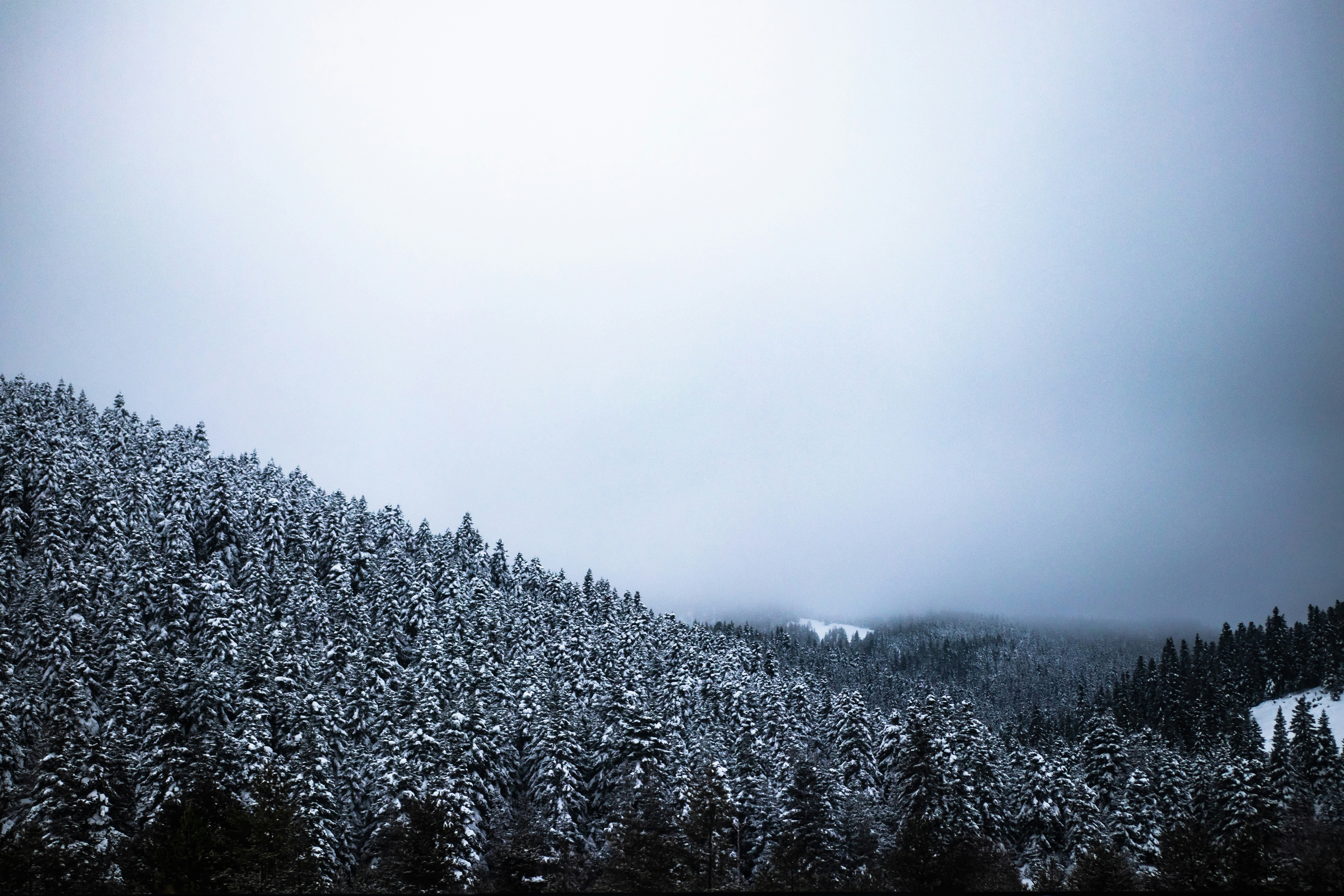 Snow-covered pine forest stretching into a misty sky.