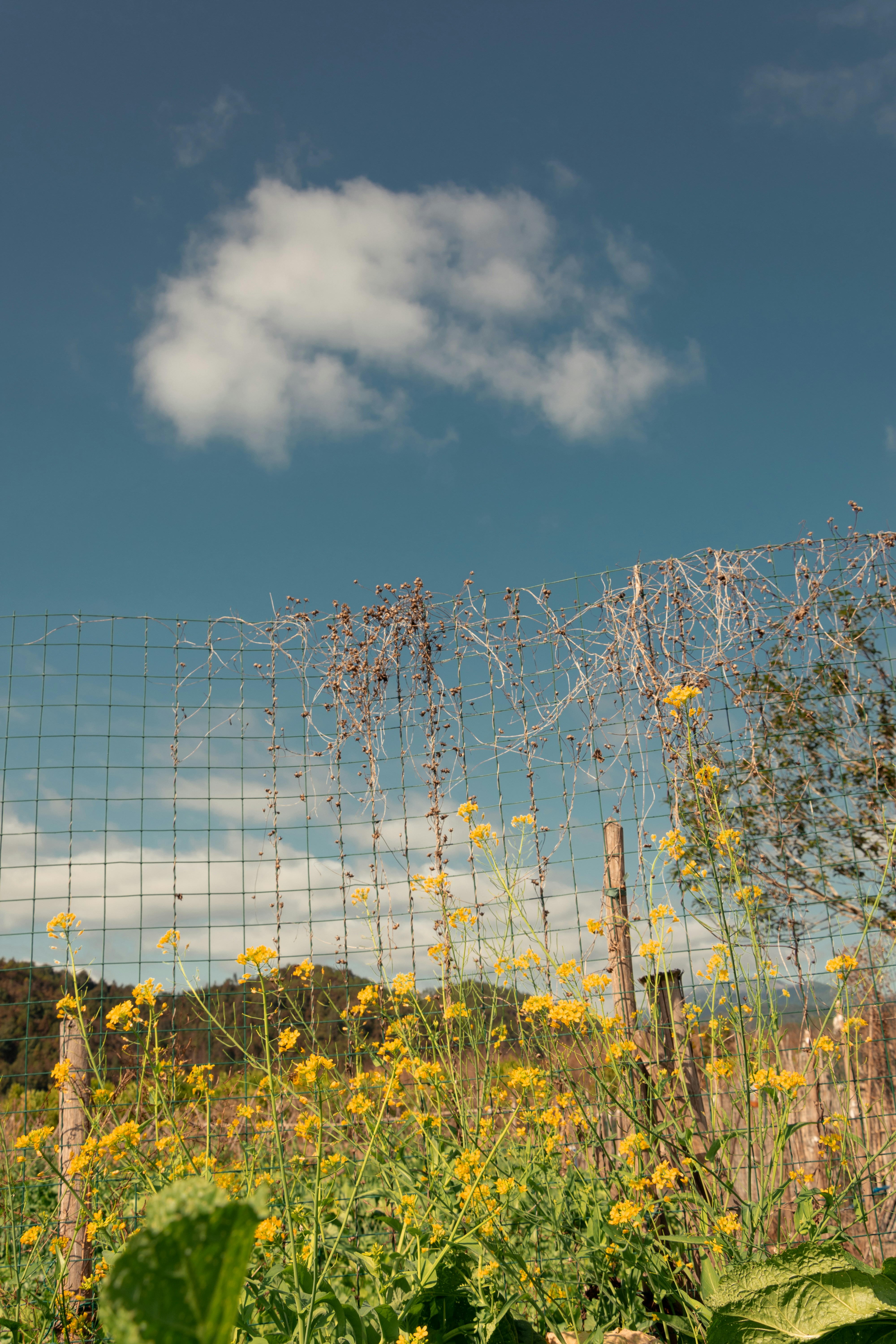 Sunlit Wildflowers Climb a Weathered Fence Under a Clear Sky