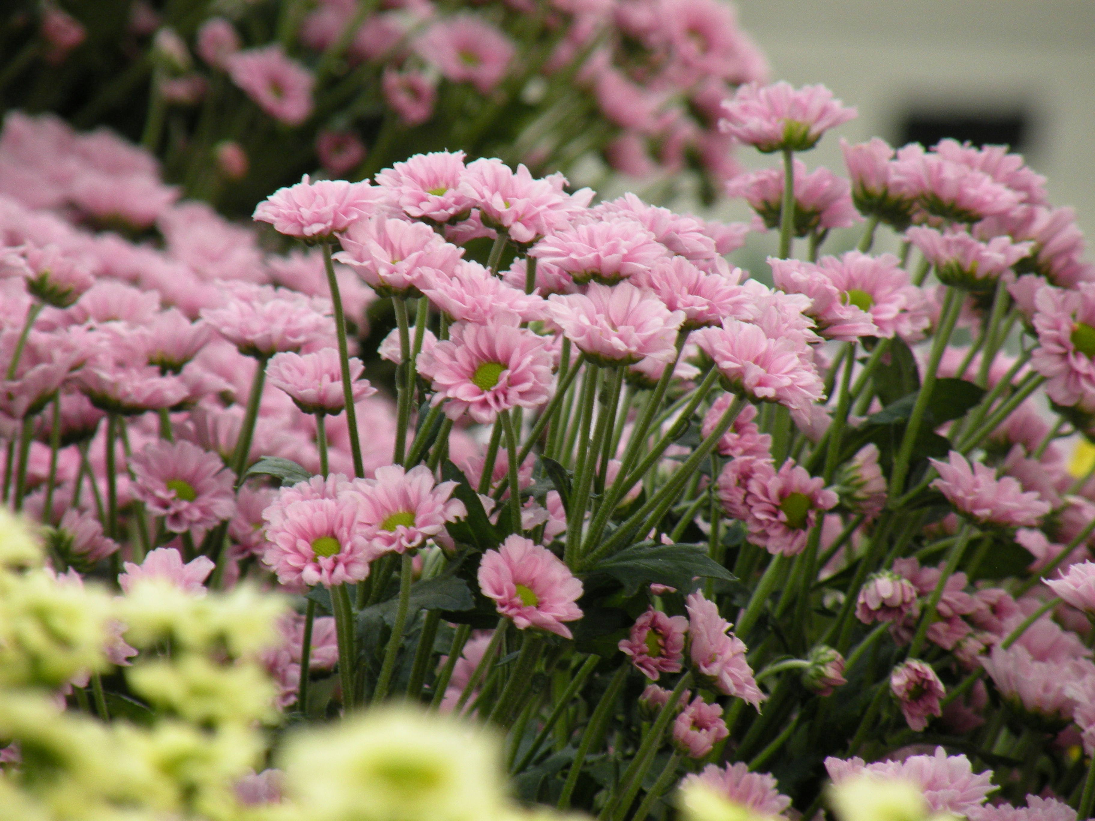 Vibrant clusters of pink flowers interspersed with light green foliage, showcasing the beauty of nature in full bloom.