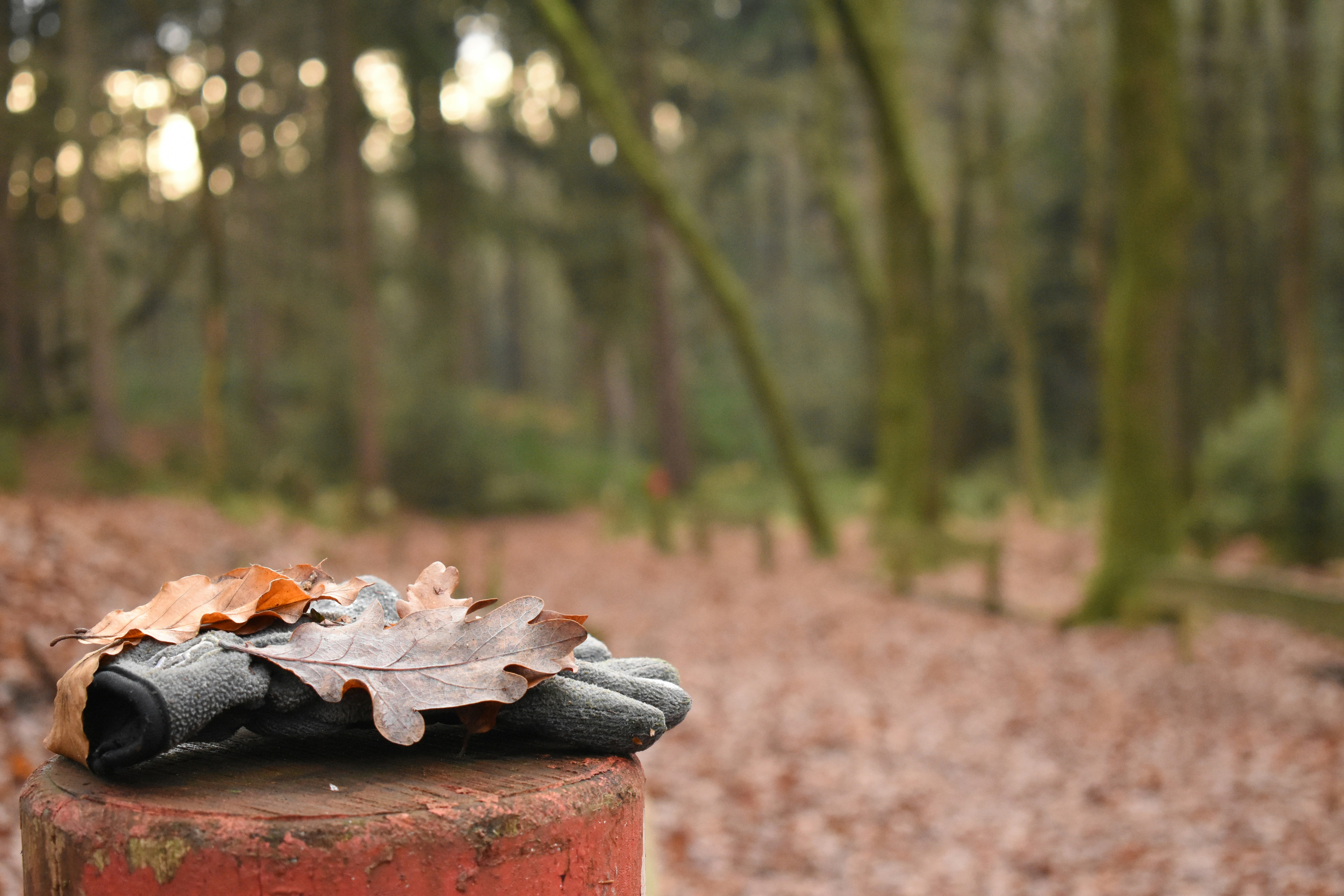 Autumn Rest on a Weathered Post in a Quiet Forest