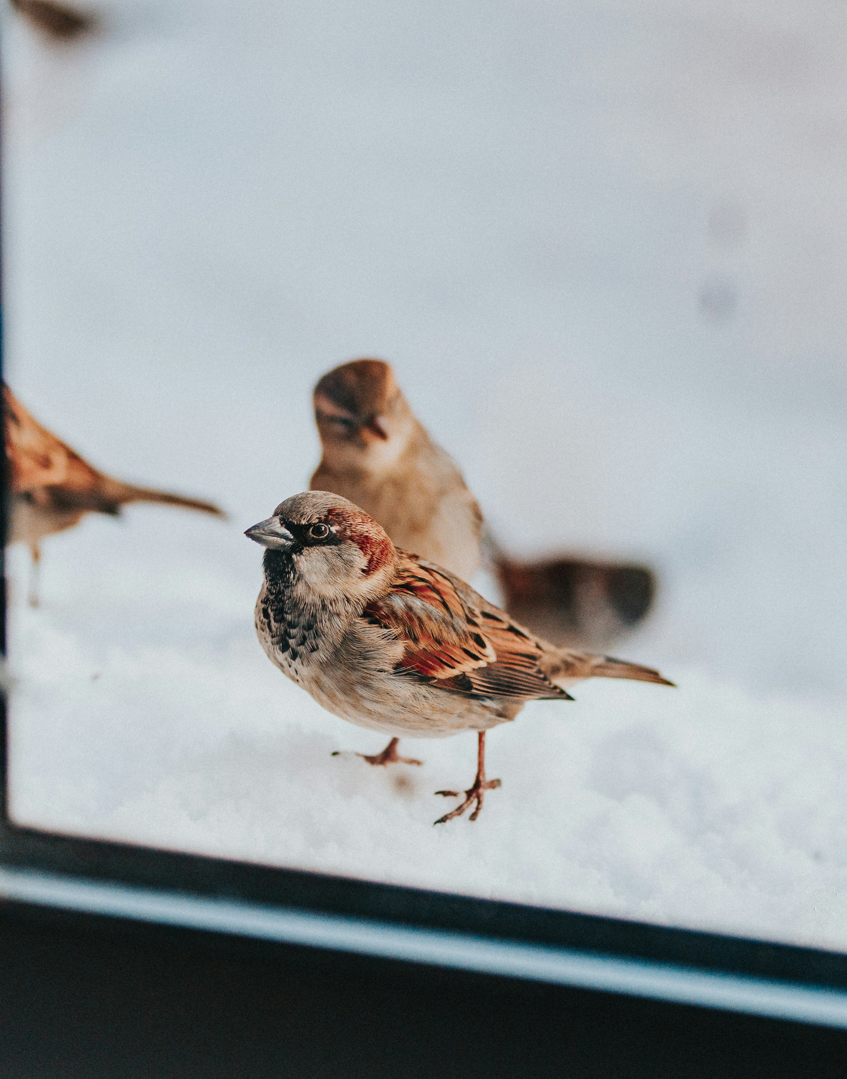 A close-up of sparrows foraging in the snow, framed by a window's edge. The scene highlights their intricate plumage against the winter landscape.
