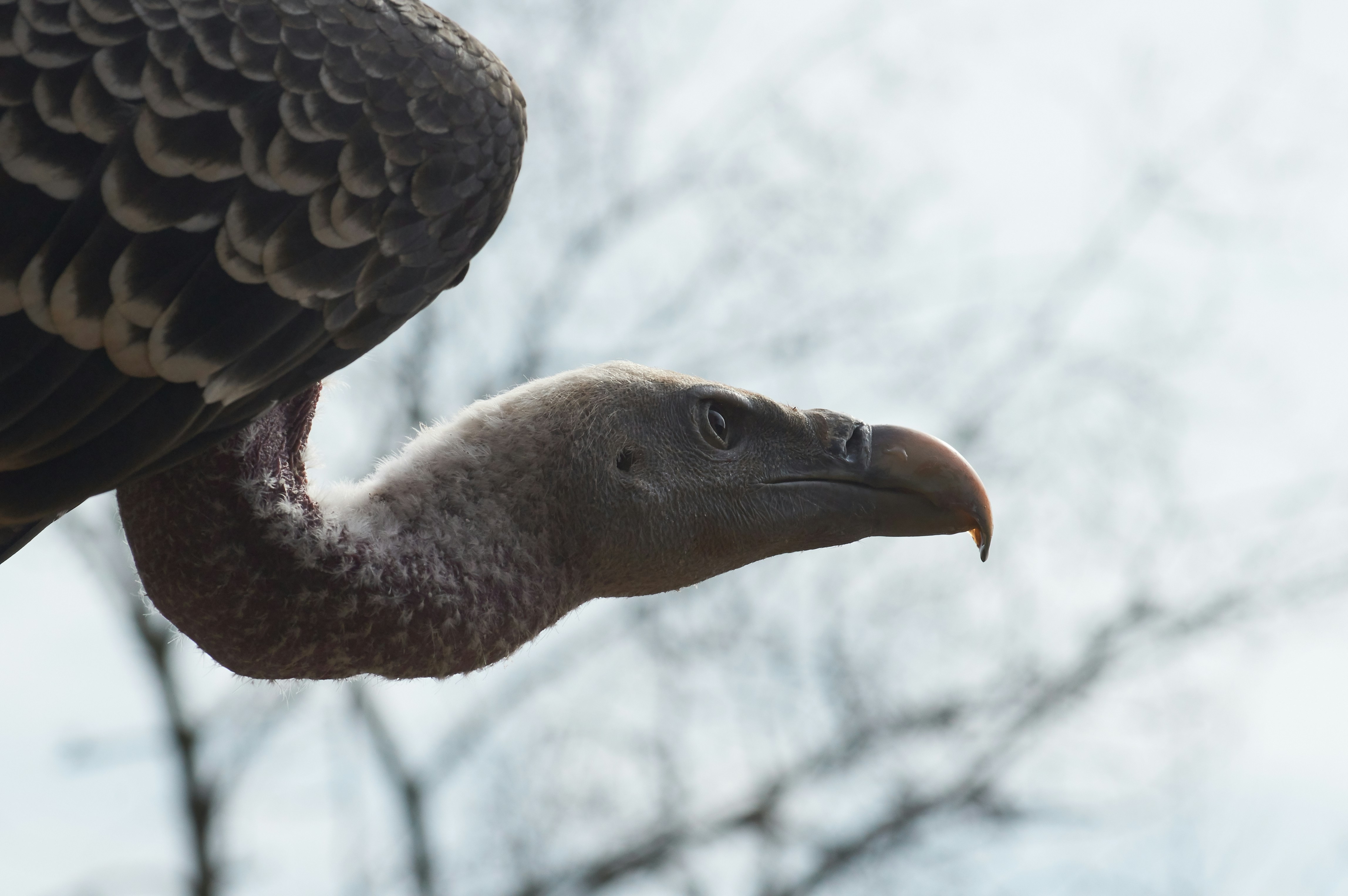 Beak in the Breeze: A Vulture Glides Past Winter Branches