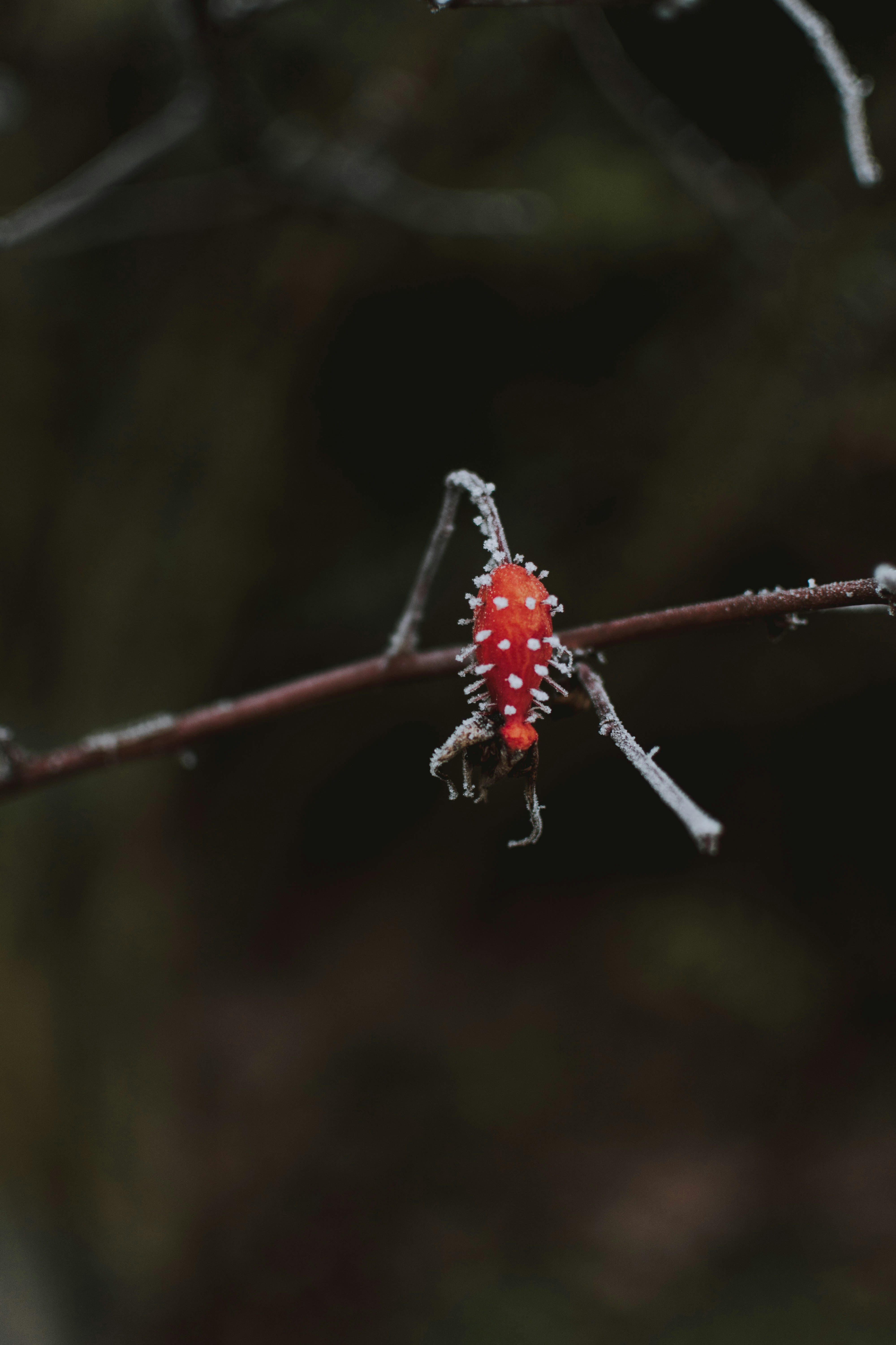 Macro photography of red and gray insect on plant photo – Free Brown ...