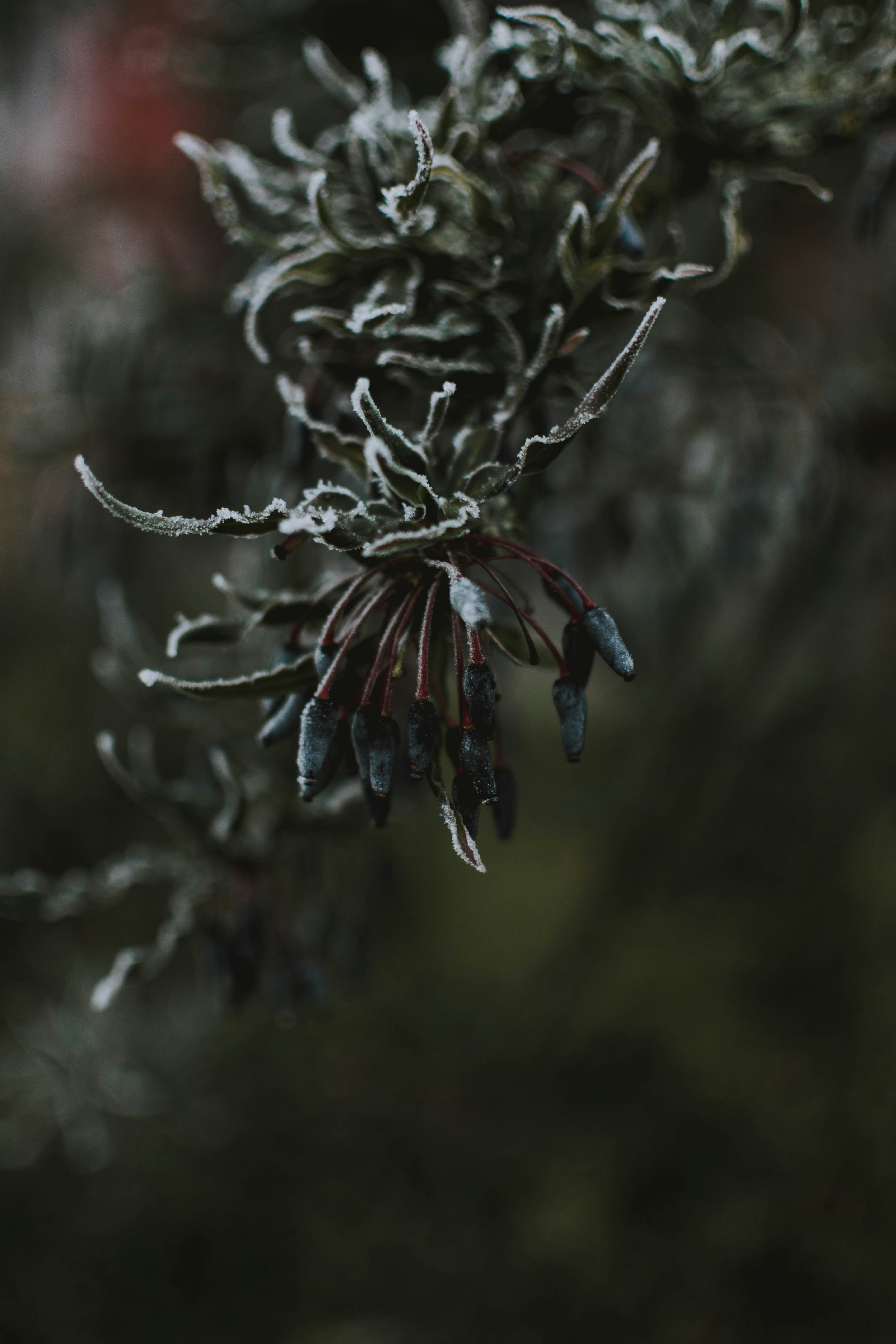 Frost-Lace on a Dark Bud Cluster