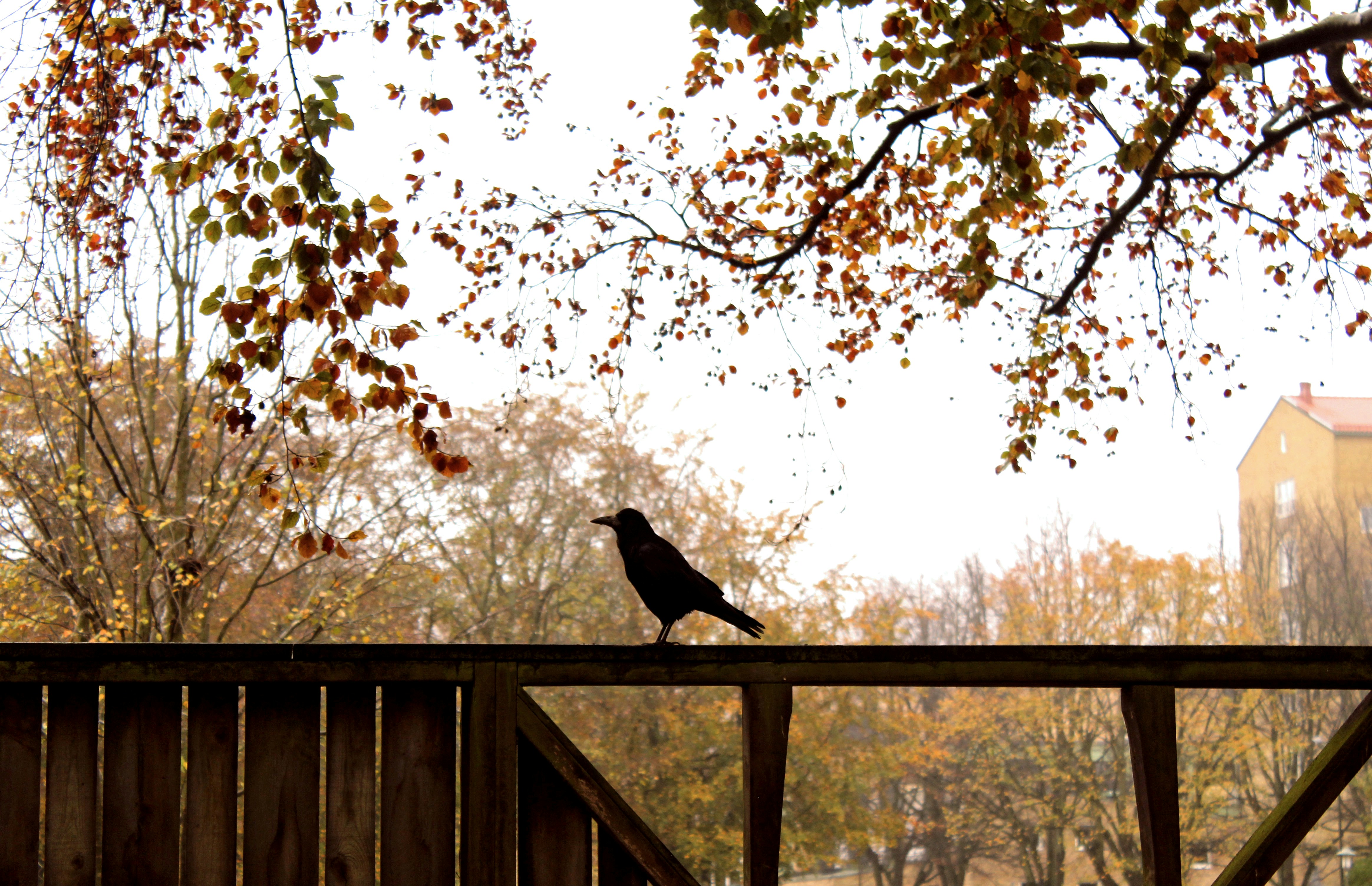 Crow 