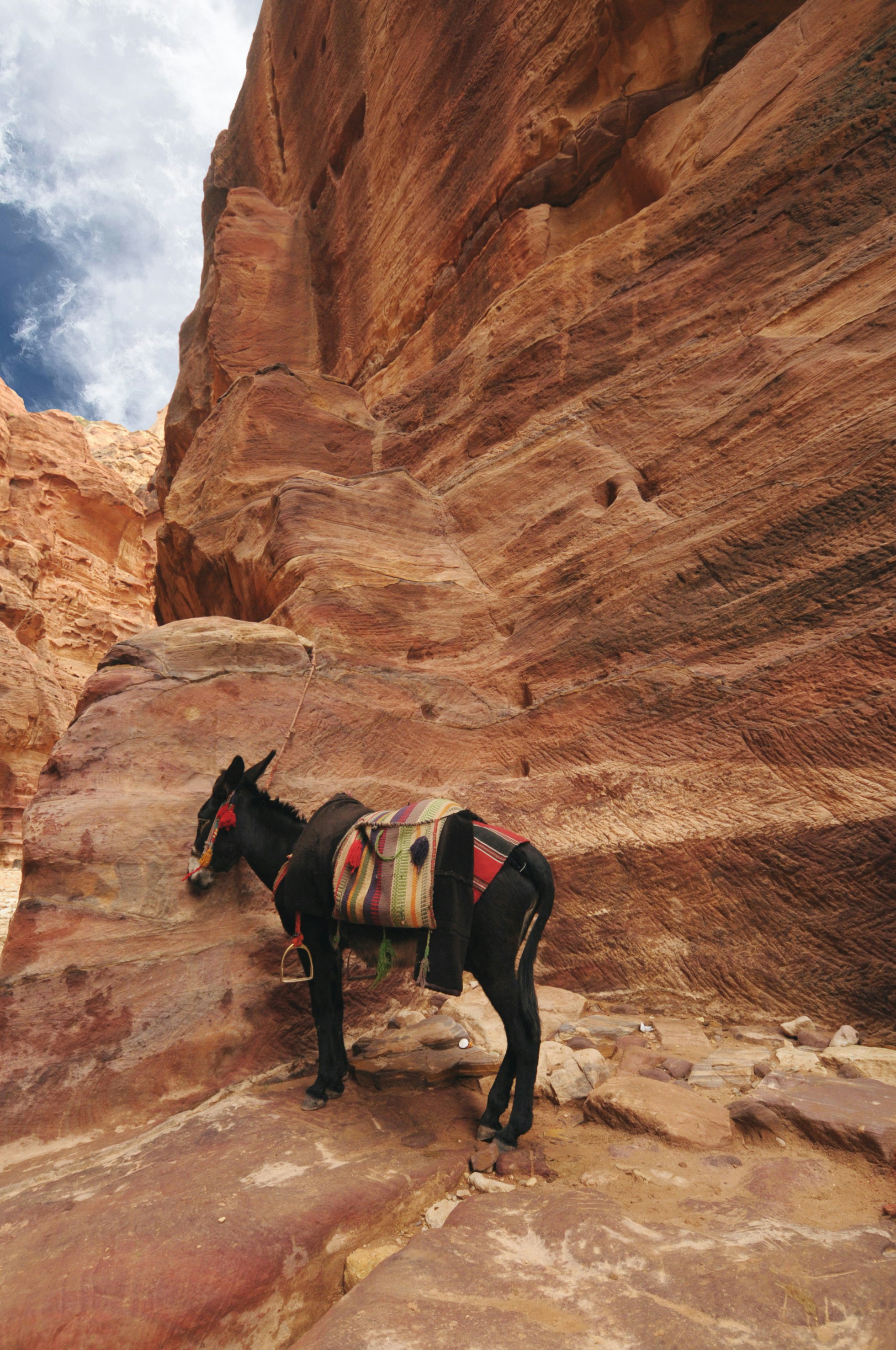 A black donkey stands against the textured sandstone walls of a canyon, adorned with a colorful saddle. The scene captures the harmony between nature and the working animal.