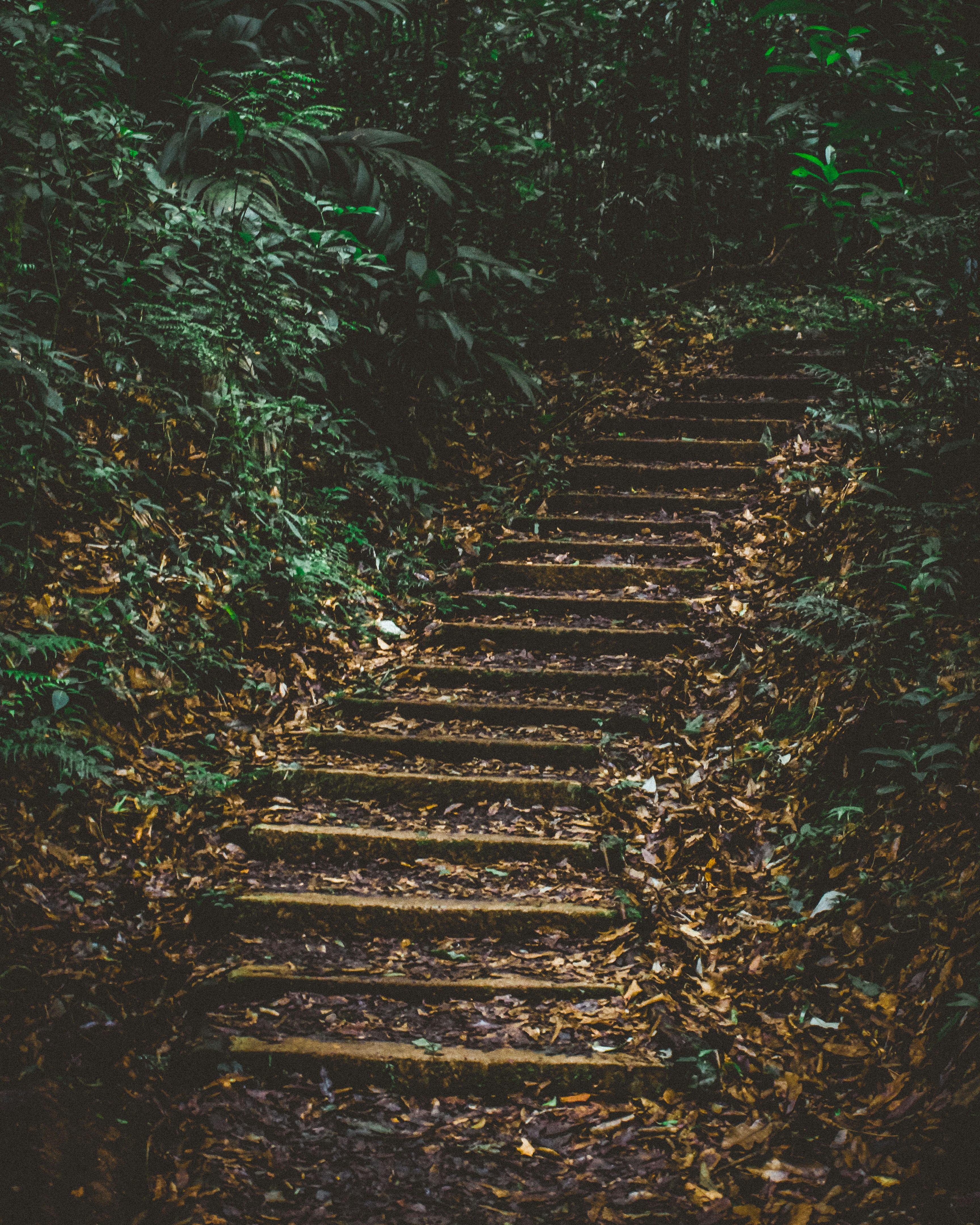 Wooden steps winding through a lush, green forest, blanketed by fallen leaves. The dappled light creates a serene atmosphere.