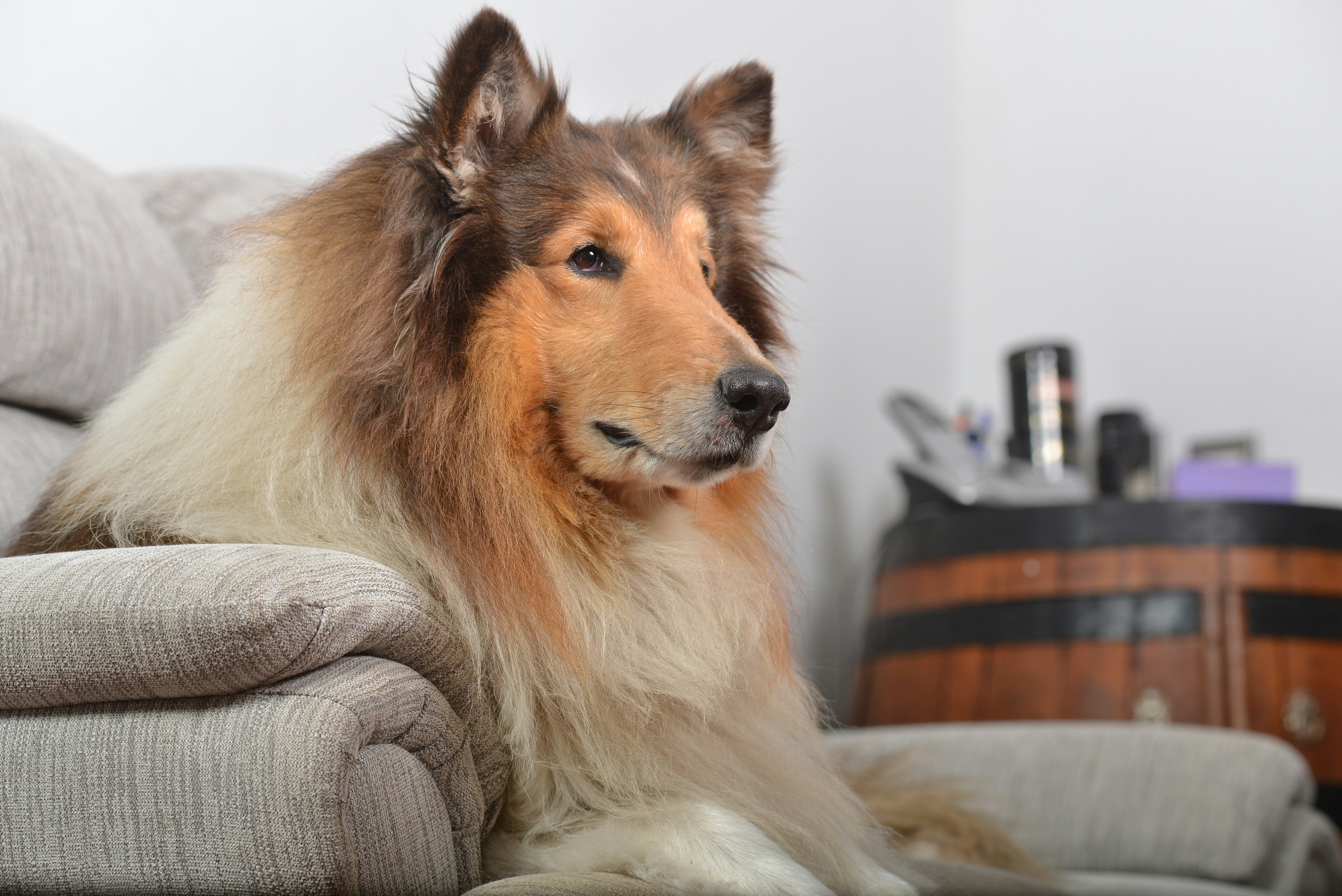 Cozy Regal: A Collie Reposes on the Sofa