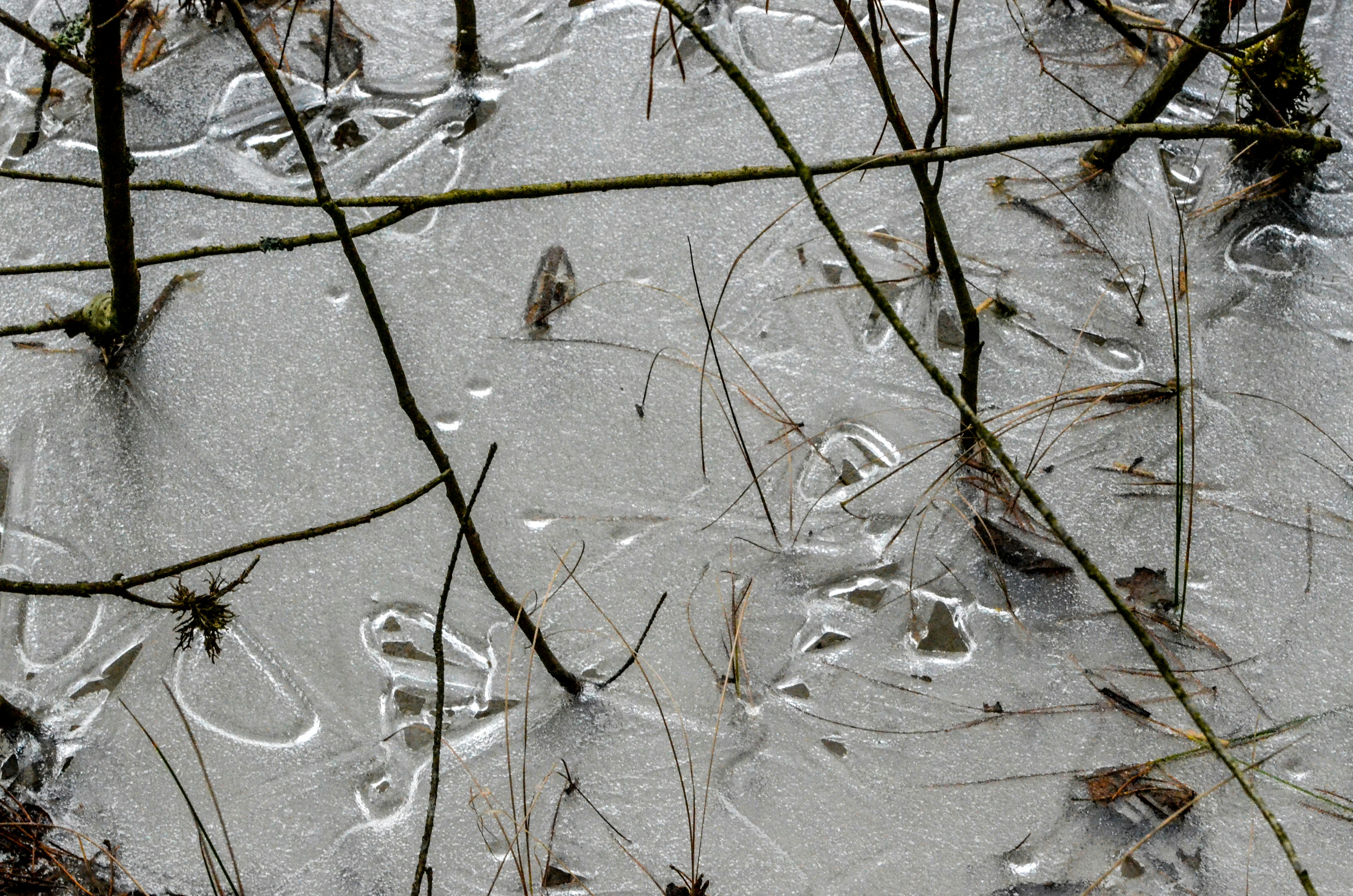 Ice Script in a Frozen Marsh: Ghostly Patterns of Reeds and Glassy Water
