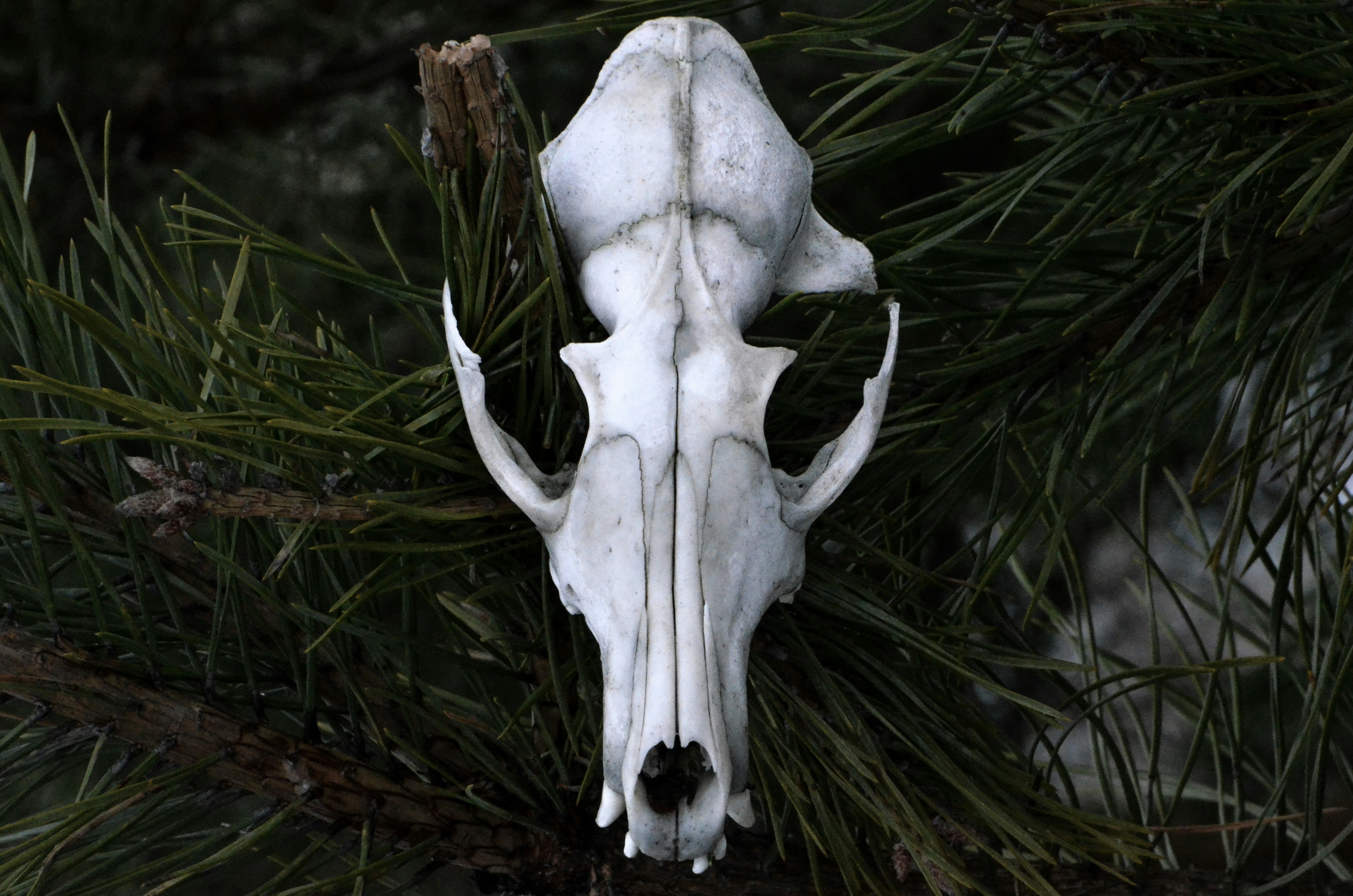 Animal Skull Pictures | Download Free Images on Unsplash