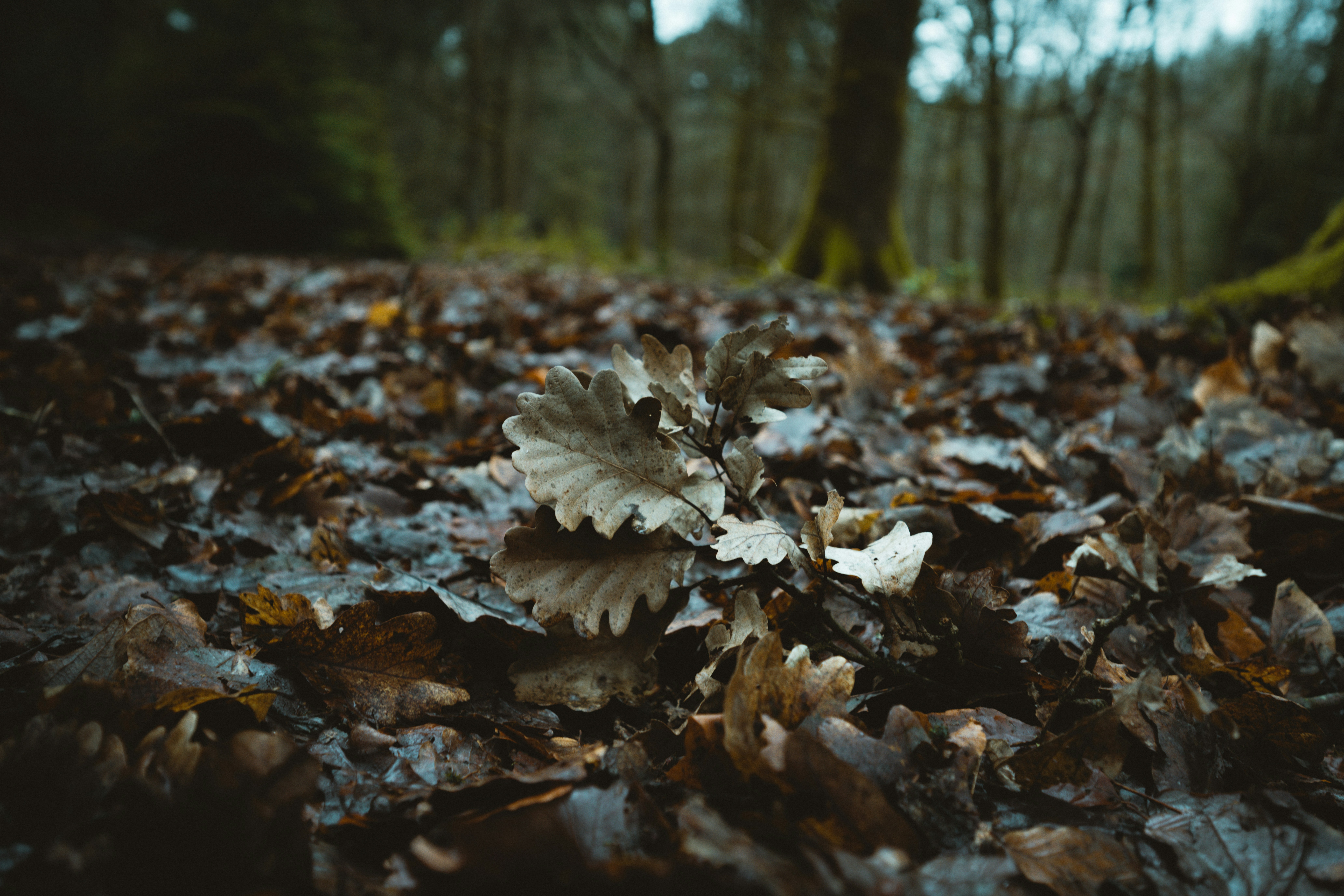 Foto Hojas marchitas entre los árboles – Imagen Gris gratis en Unsplash