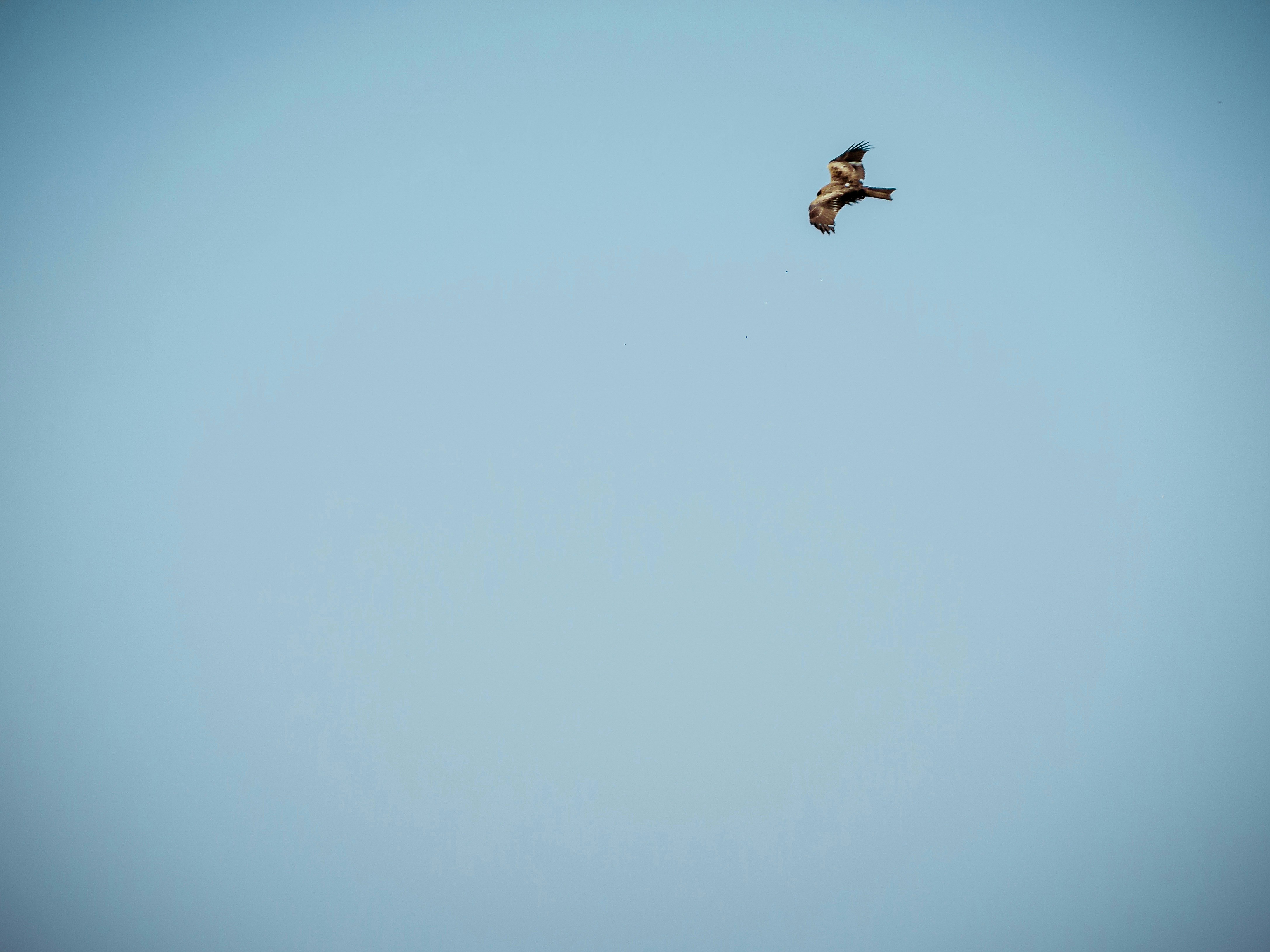 Photography of flying bird during daytime photo – Free Blue Image on ...