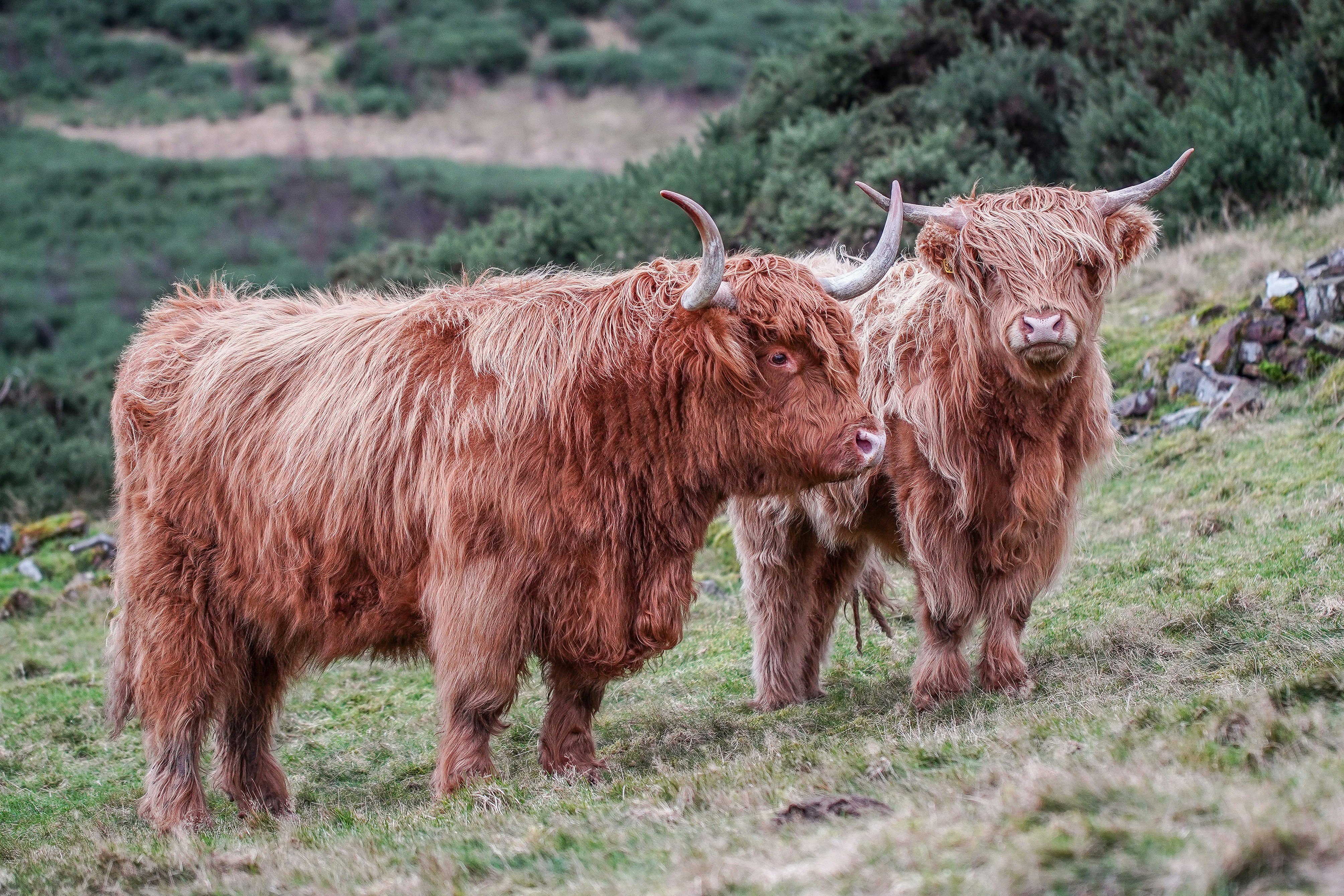 Two brown yak photo – Free Edinburgh Image on Unsplash
