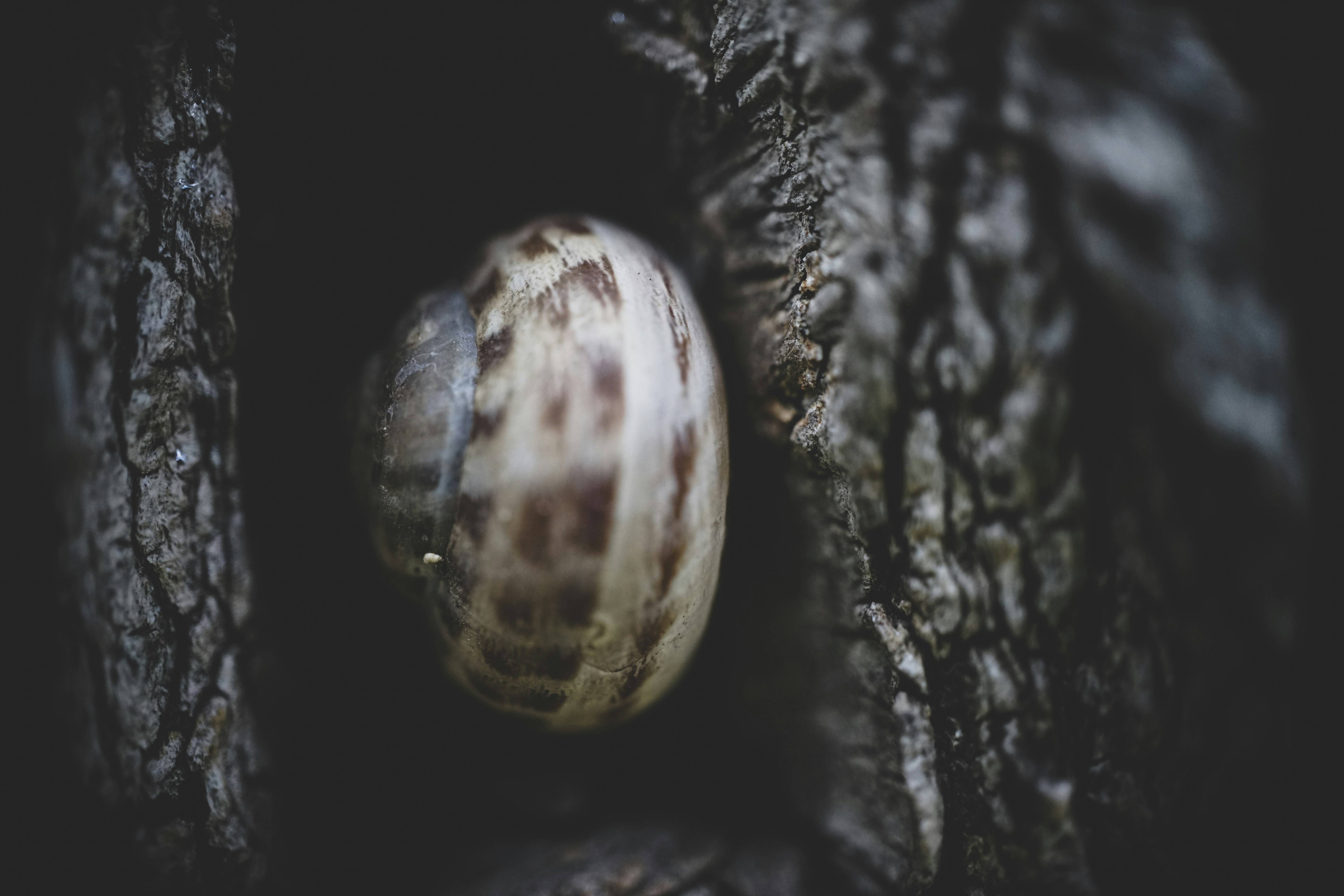 Escargot De Lune Photos | Télécharger des images gratuites sur Unsplash