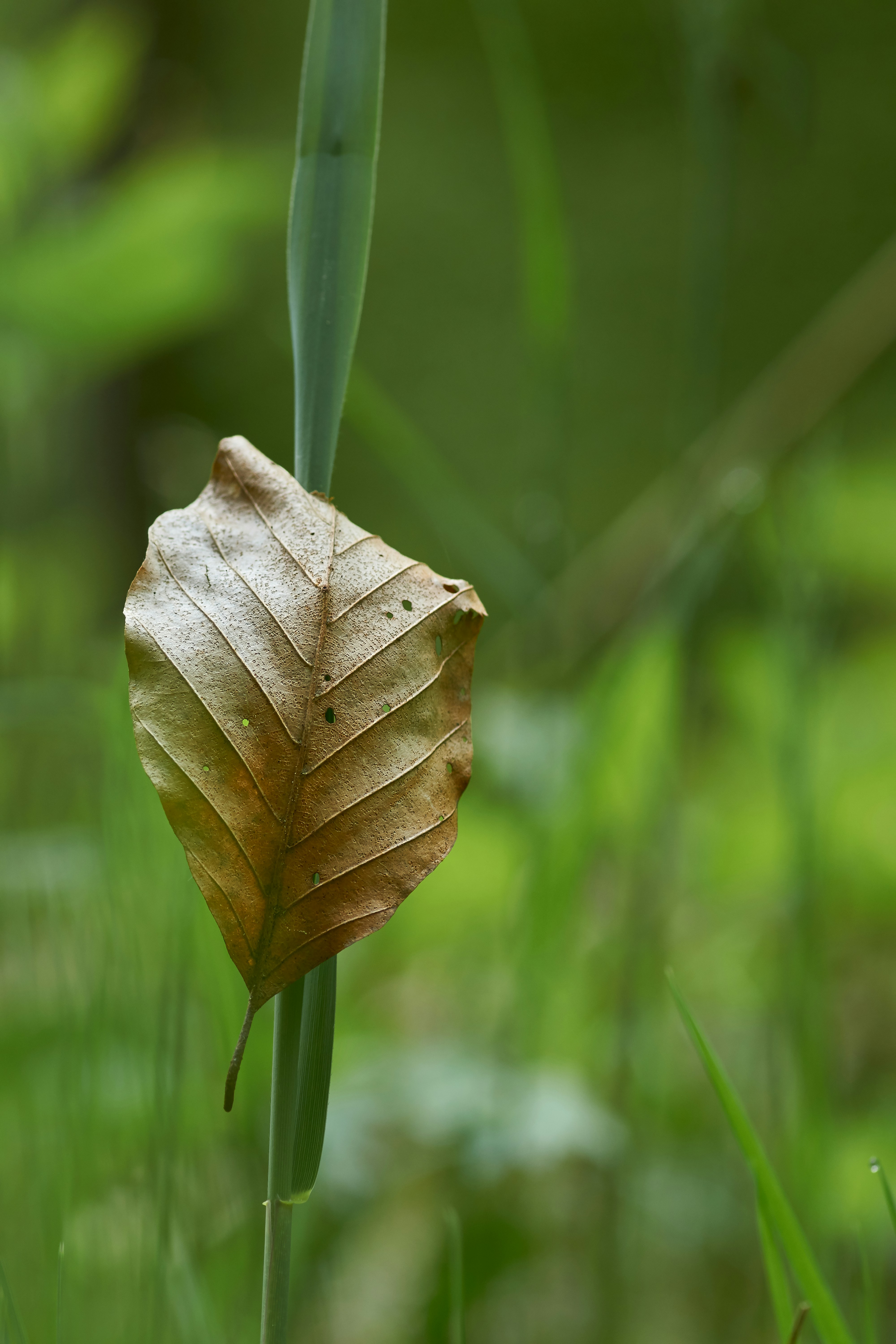 Withered leave on grass photo – Free Green Image on Unsplash