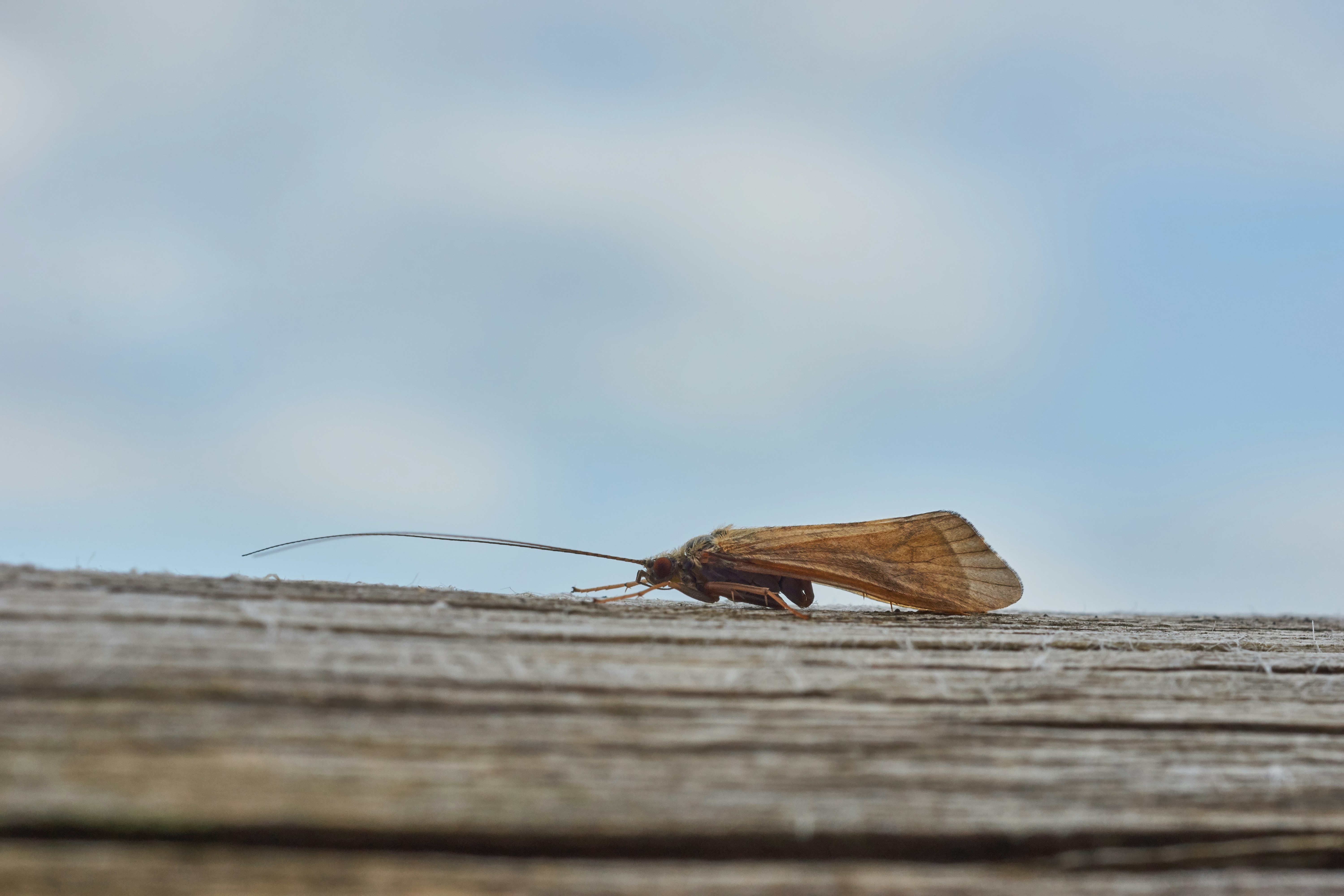 A close-up of a moth resting on a wooden surface, showcasing its intricate wing patterns against a blurred sky backdrop.