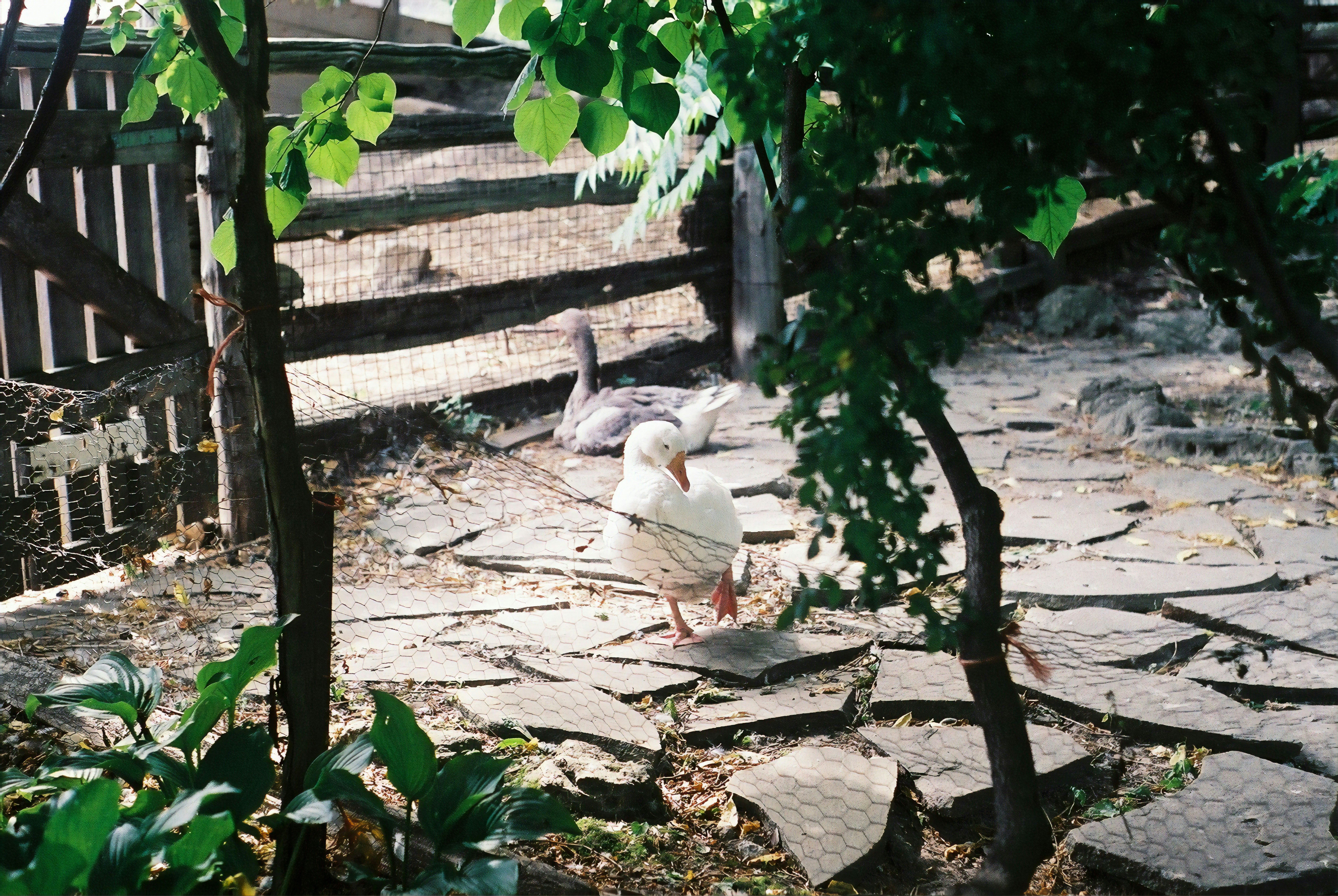 A white duck walking across a stone pathway in a rustic setting, with greenery framing the scene. The background features another duck resting near a wooden fence.