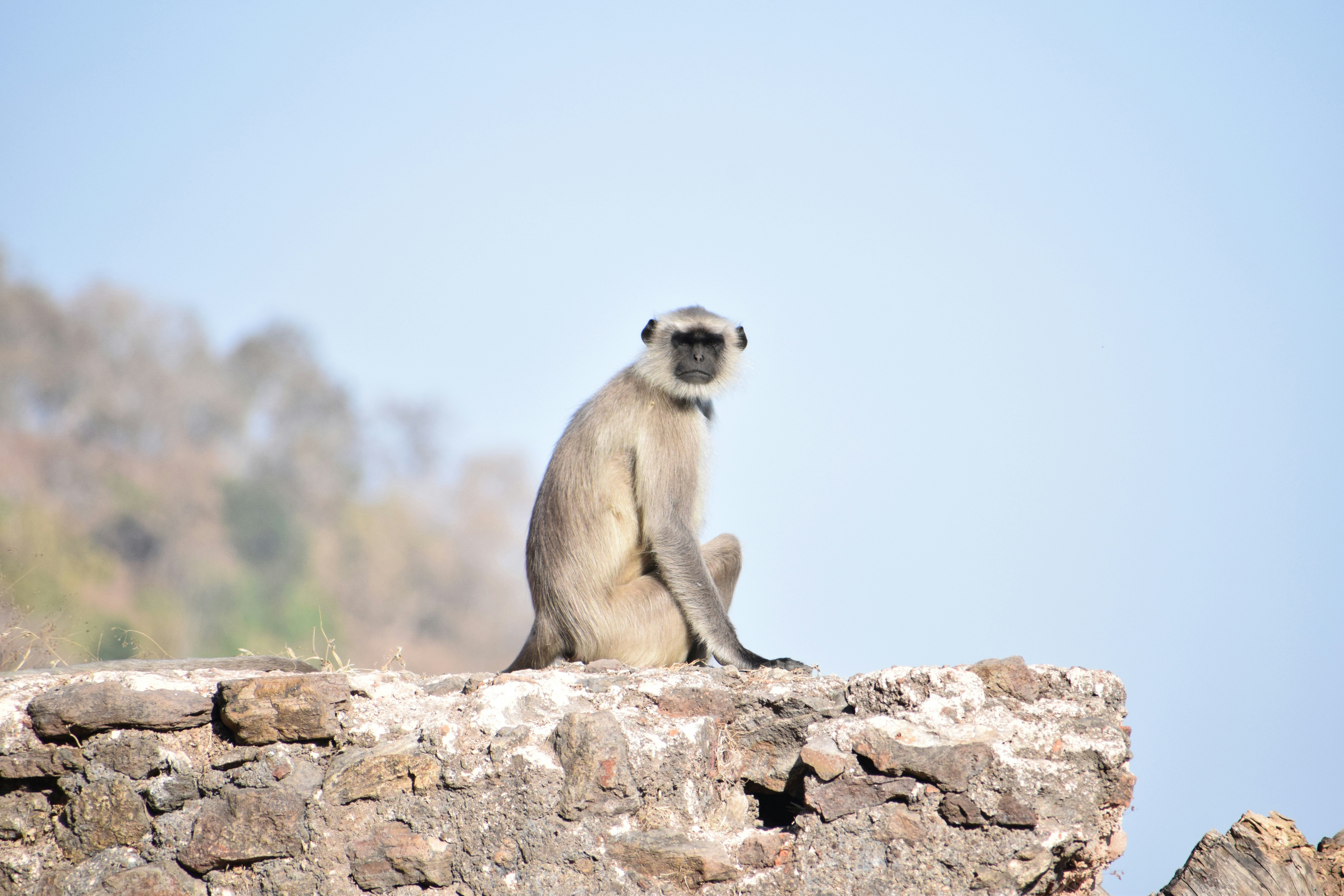 Gray and black monkey sitting on brown rock during daytime photo – Free ...