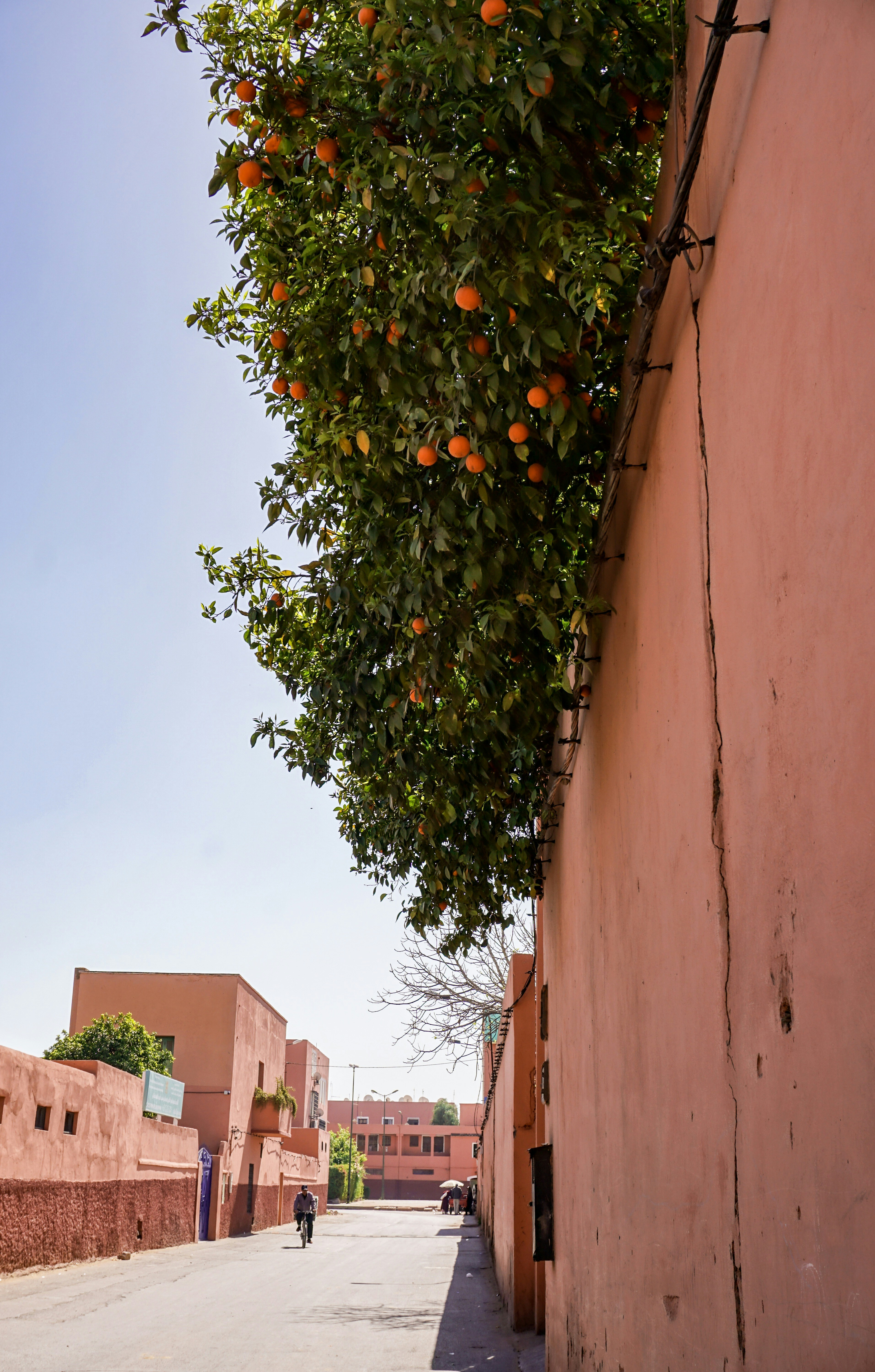 An orange tree laden with fruit stretches over a narrow street lined with pink walls, showcasing the charm of a vibrant neighborhood.
