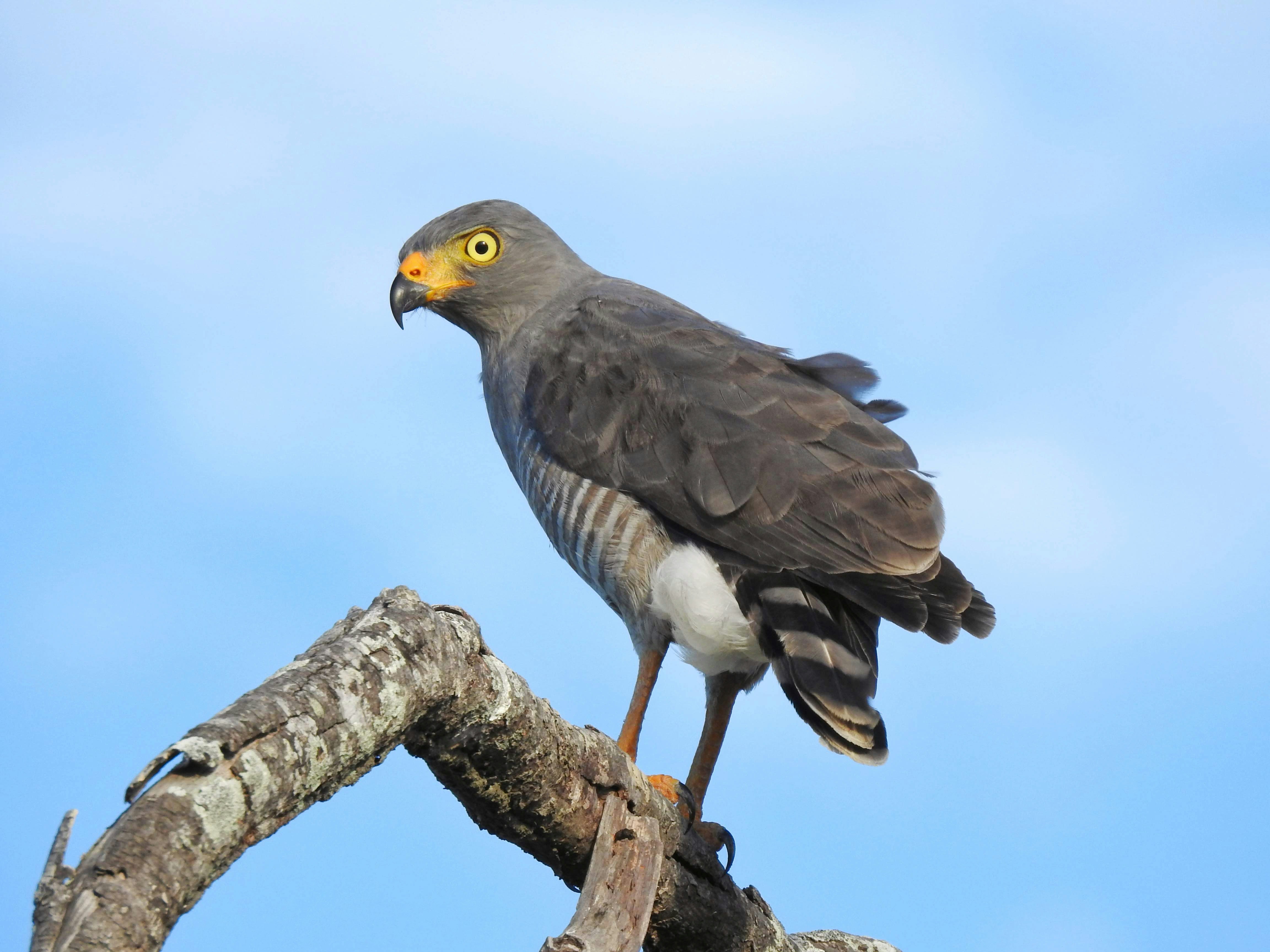 Crowned Hunter on a Branch Under a Clear Sky