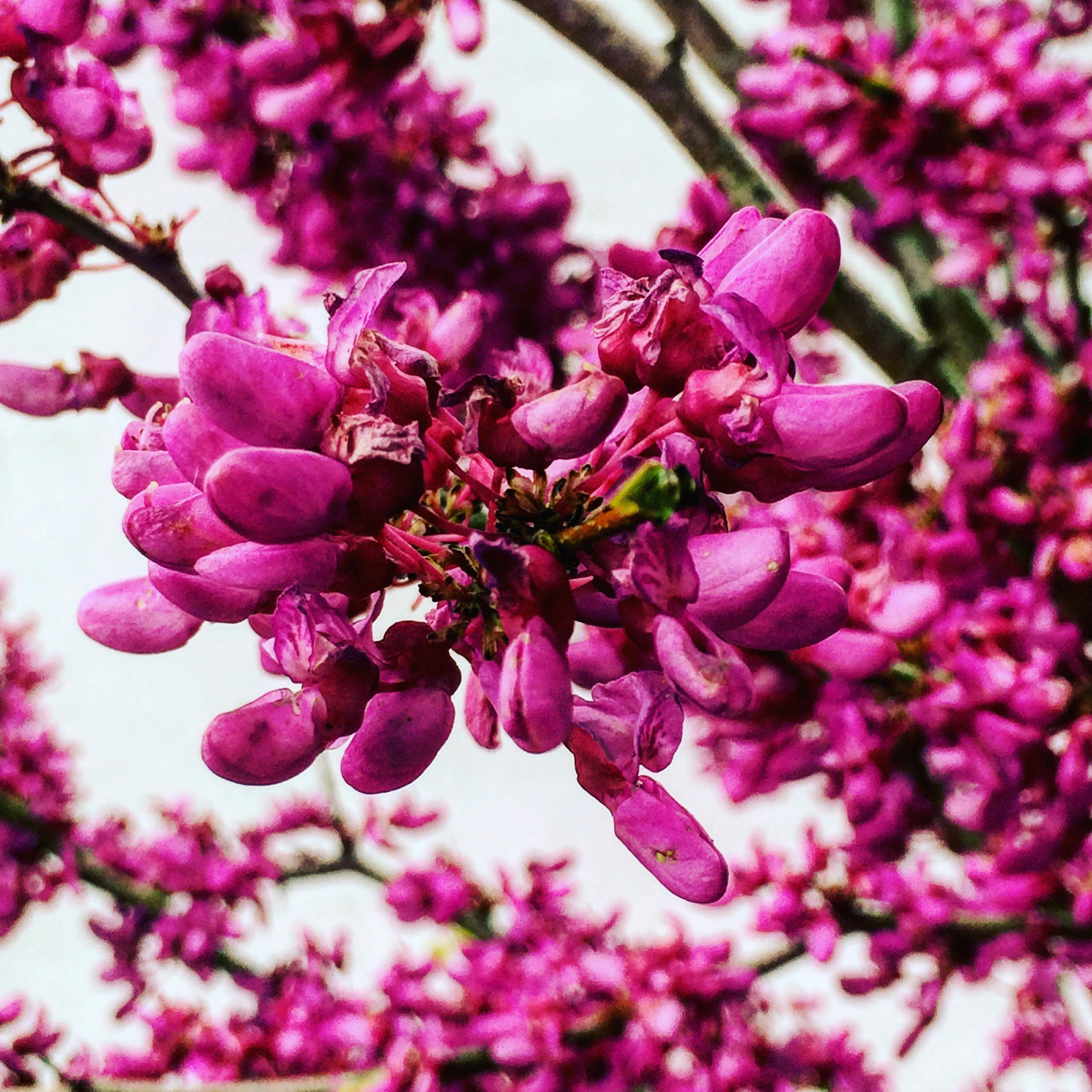 Purple flowers in tilt shift lens photo – Free Flower Image on Unsplash