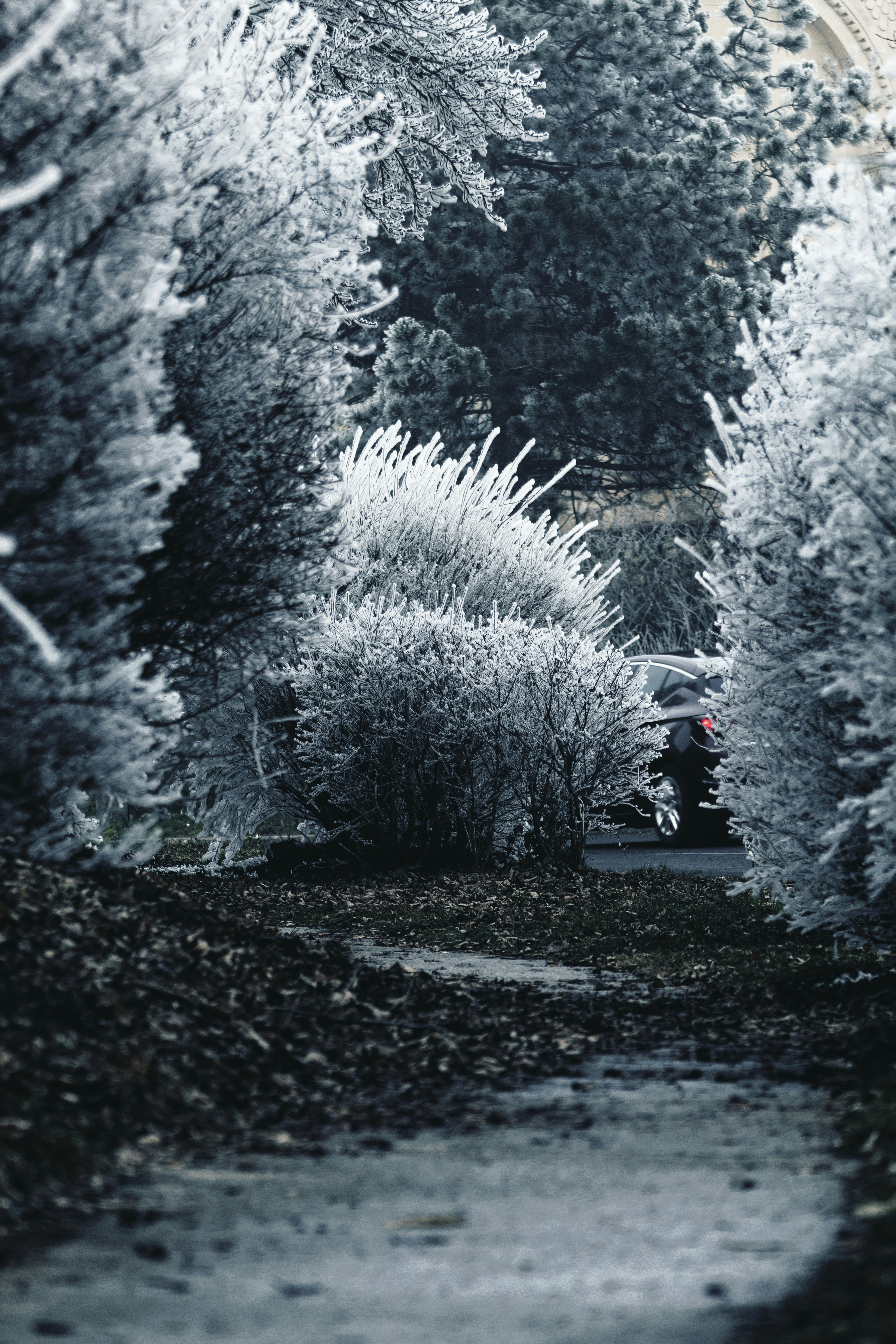 Frost-Framed Drive: A Quiet Car Emerges Through Snow-Laden Hedgerows