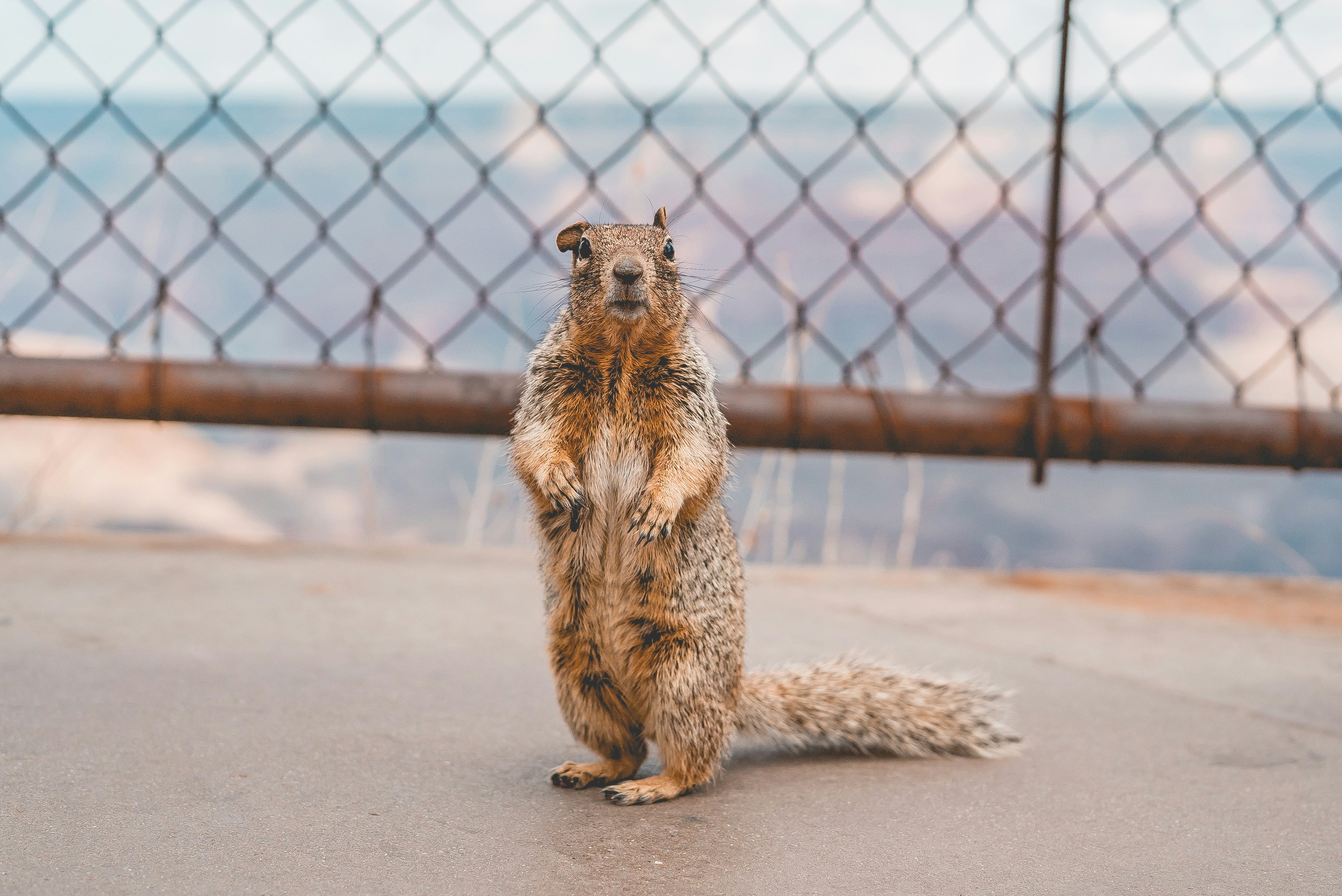 Upright Overseer: Squirrel on the Overlook Fence