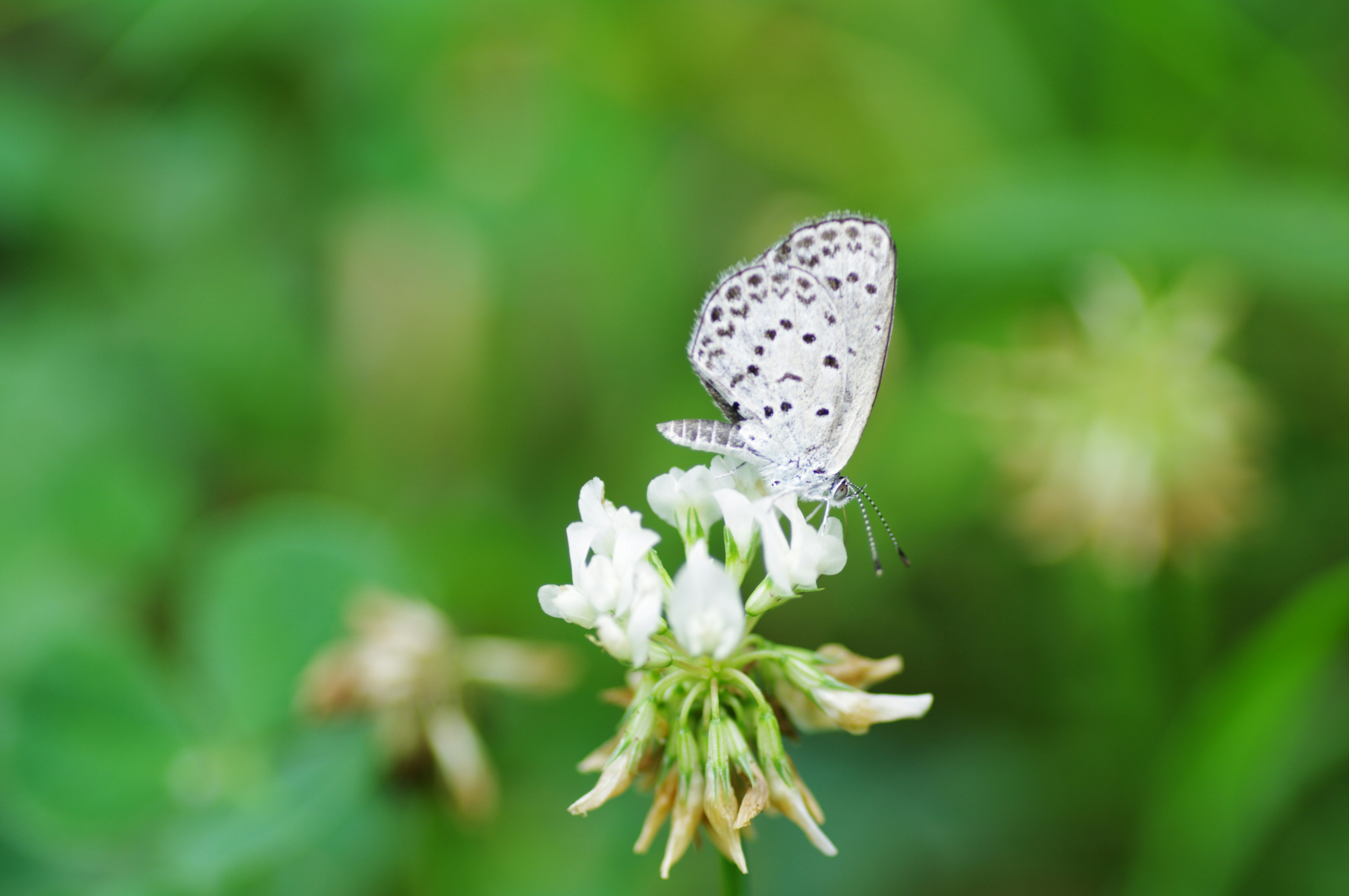 White and black butterfly perched on a white clover flower against a blurred green background.