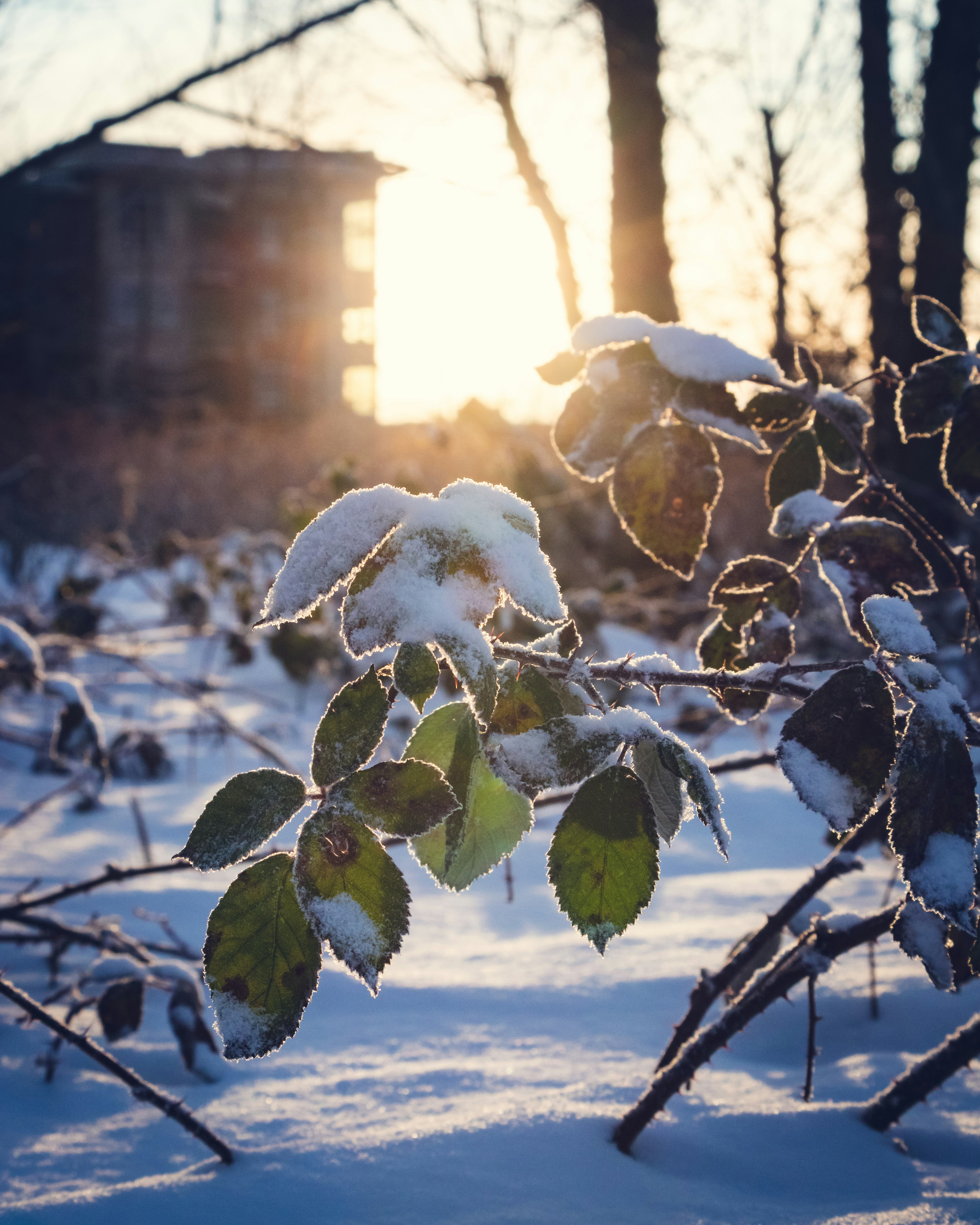 frozen leaves and thorn branches warmed by the morning sun illuminating thru apartment windows