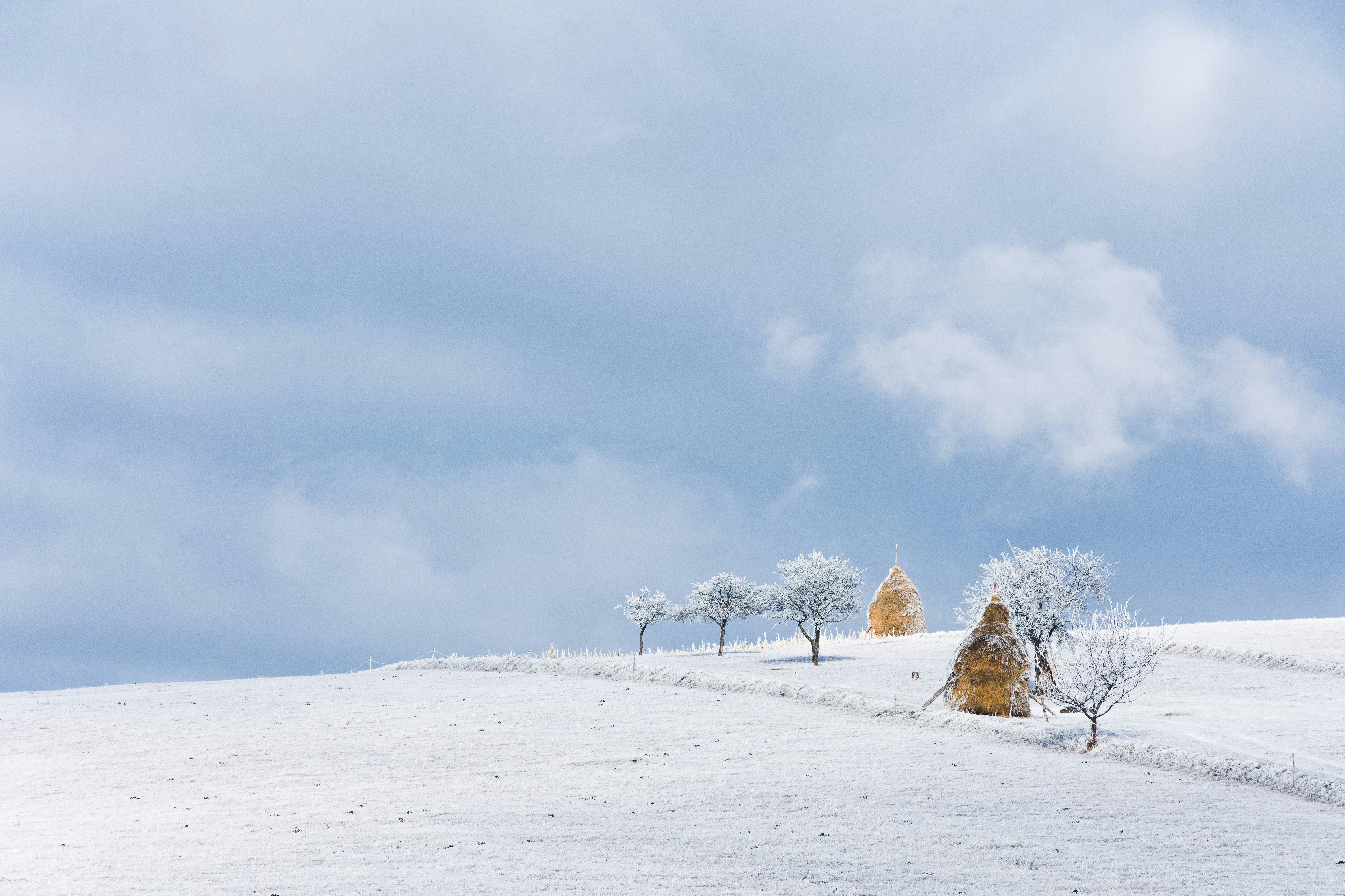 Frost-Haloed Hill: Haystacks and Frosted Trees Under a Quiet Azure Sky