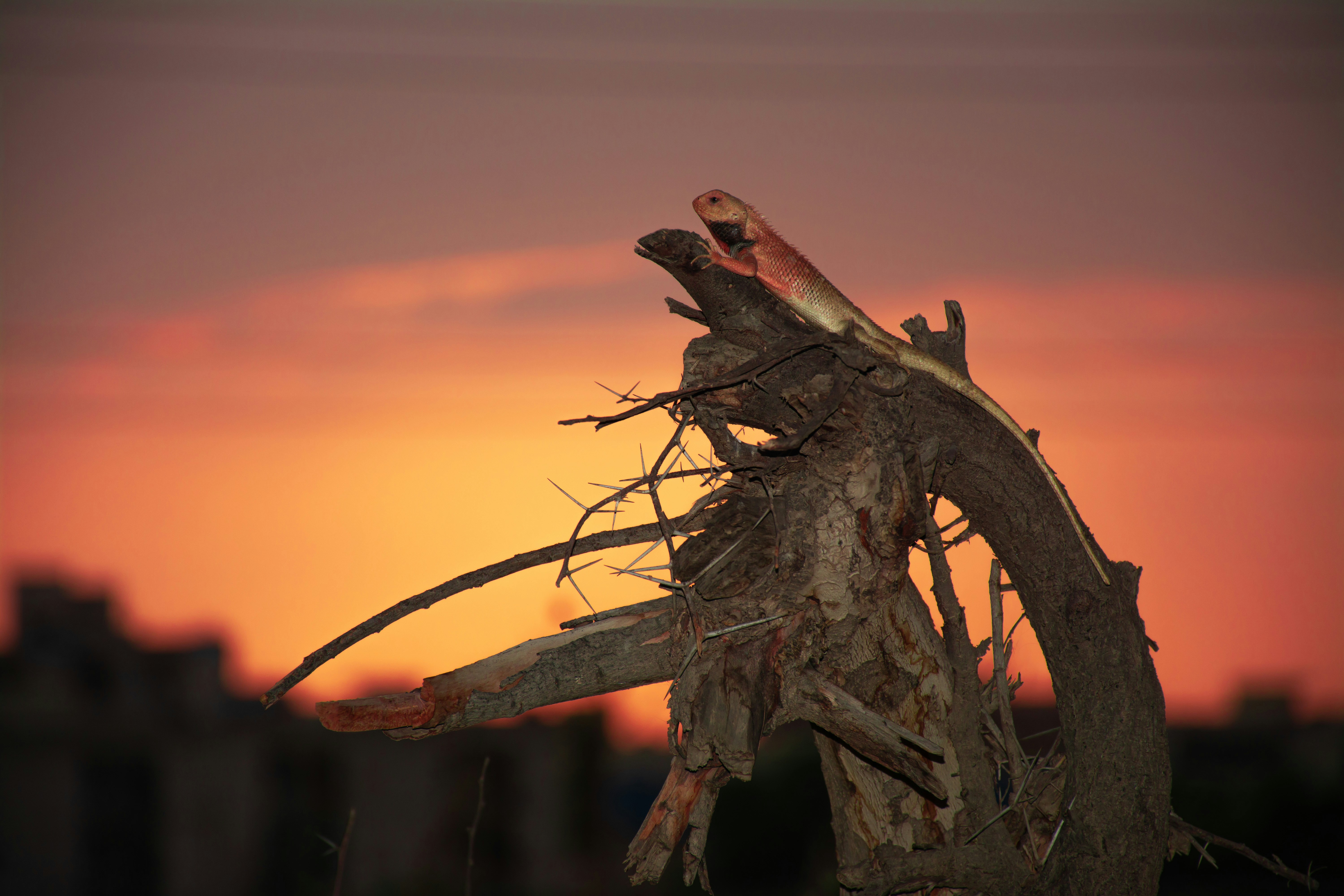 Crispy Thorns at Sundown