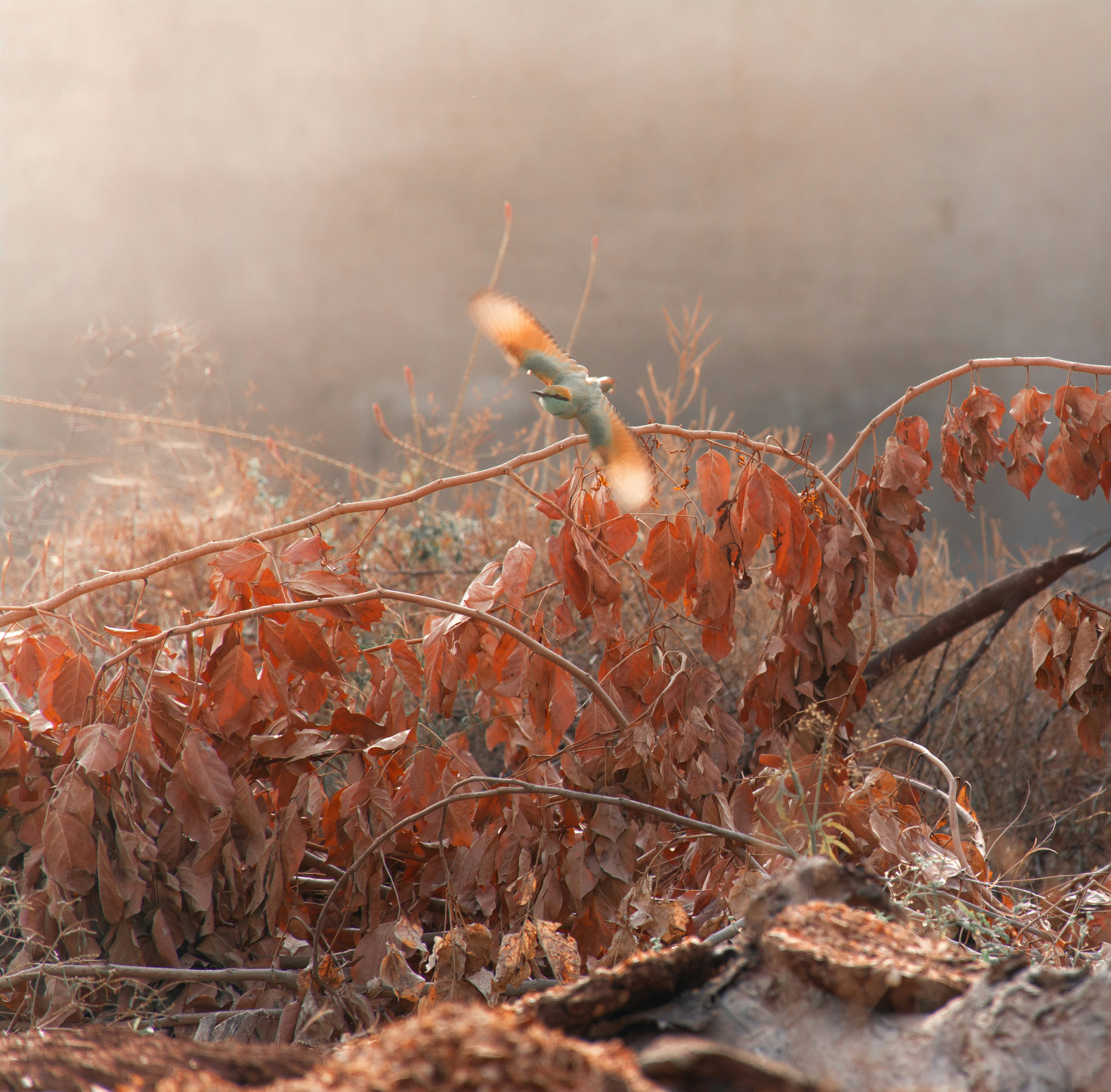 Feather in Flame: A Moment of Color Over Autumn Tangle