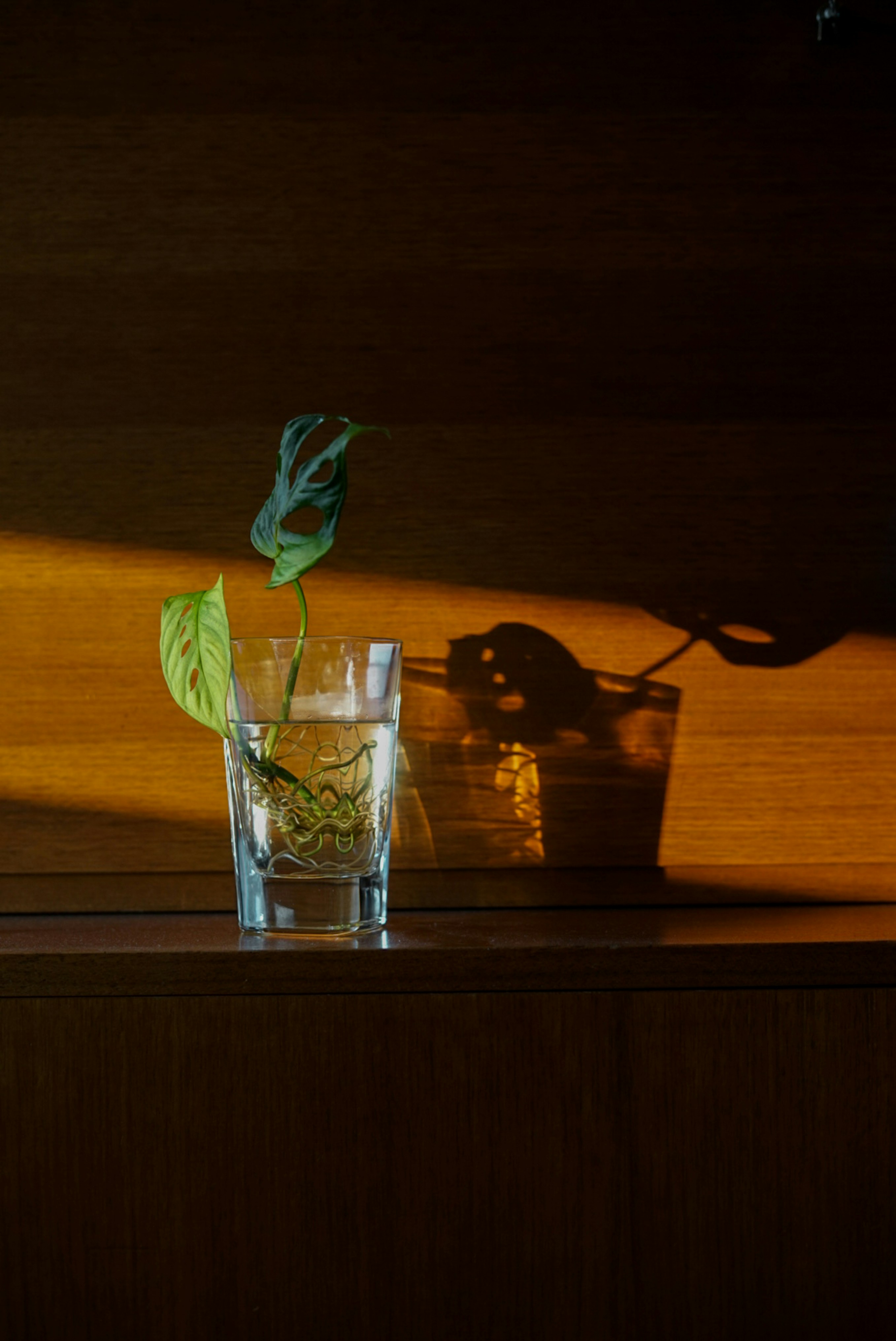 Sunlit Monstera in a Glass: Shadow Drama on a Wooden Shelf