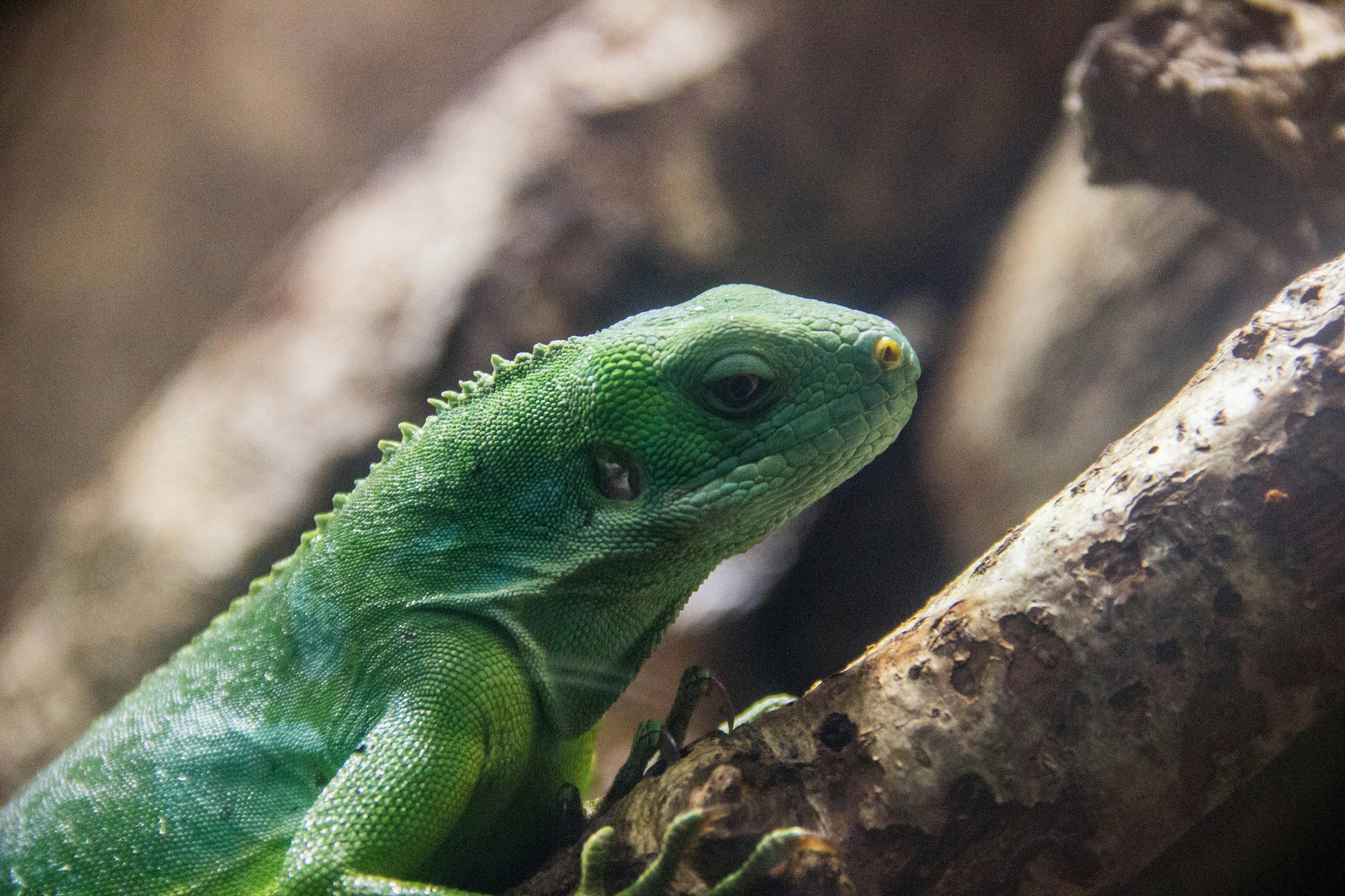 Green lizard perched on a branch, showcasing intricate textures and colors against a blurred natural backdrop.
