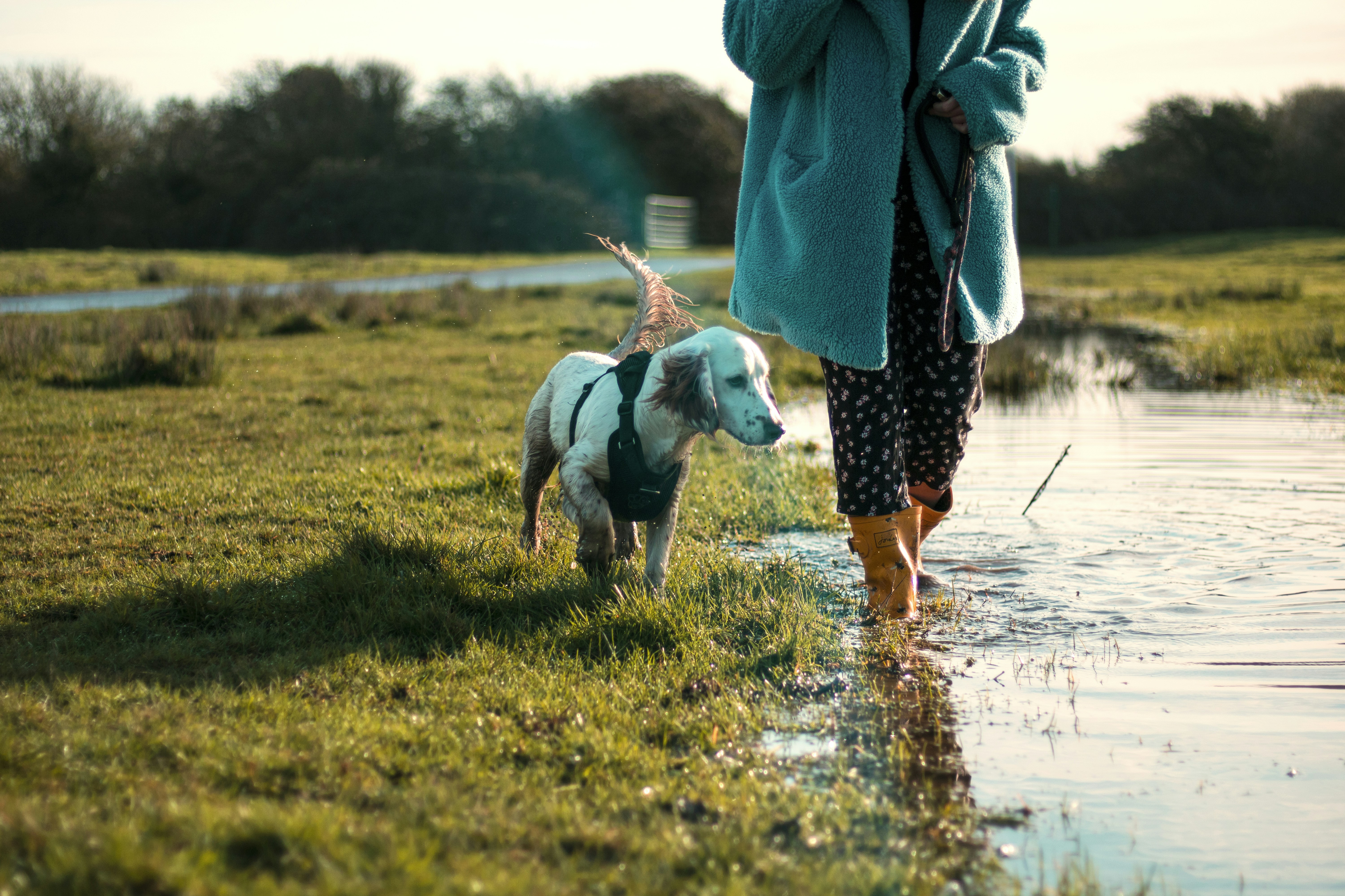 Person in a cozy blue coat walks alongside a playful dog in shallow water, surrounded by lush greenery.