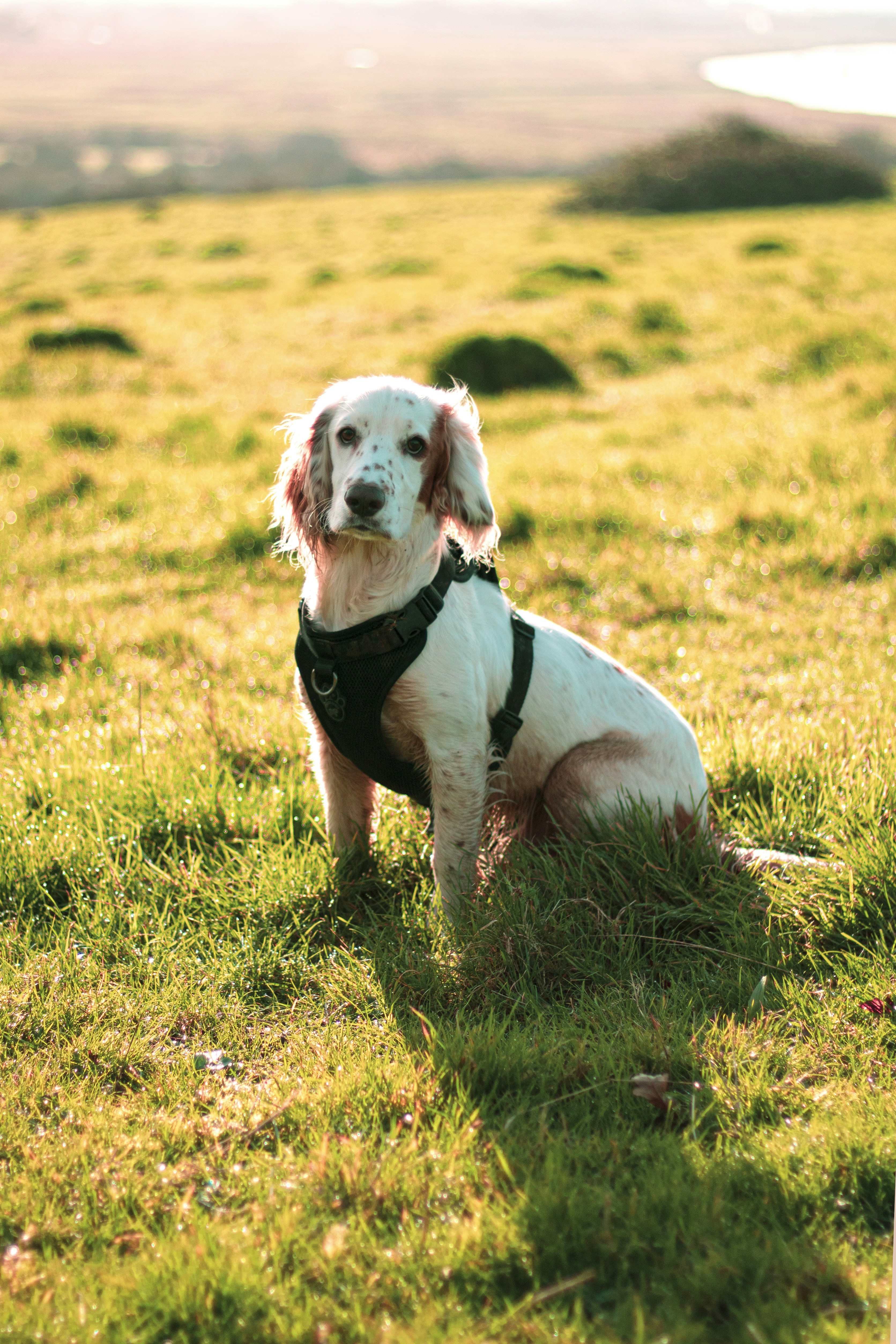 Golden Hour Spaniel in a Quiet Meadow