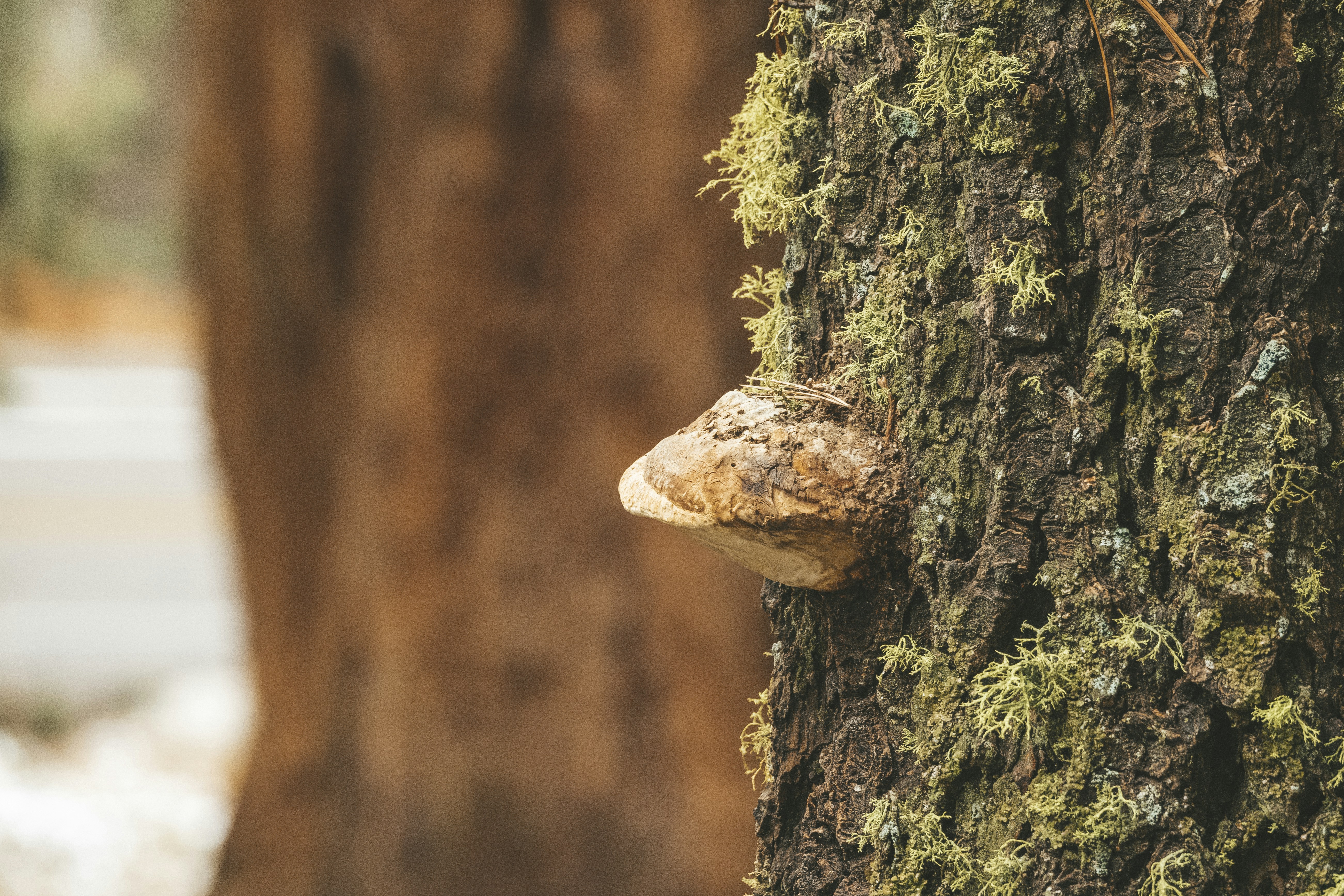 Mushroom growing on a moss-covered tree trunk in a forest setting.