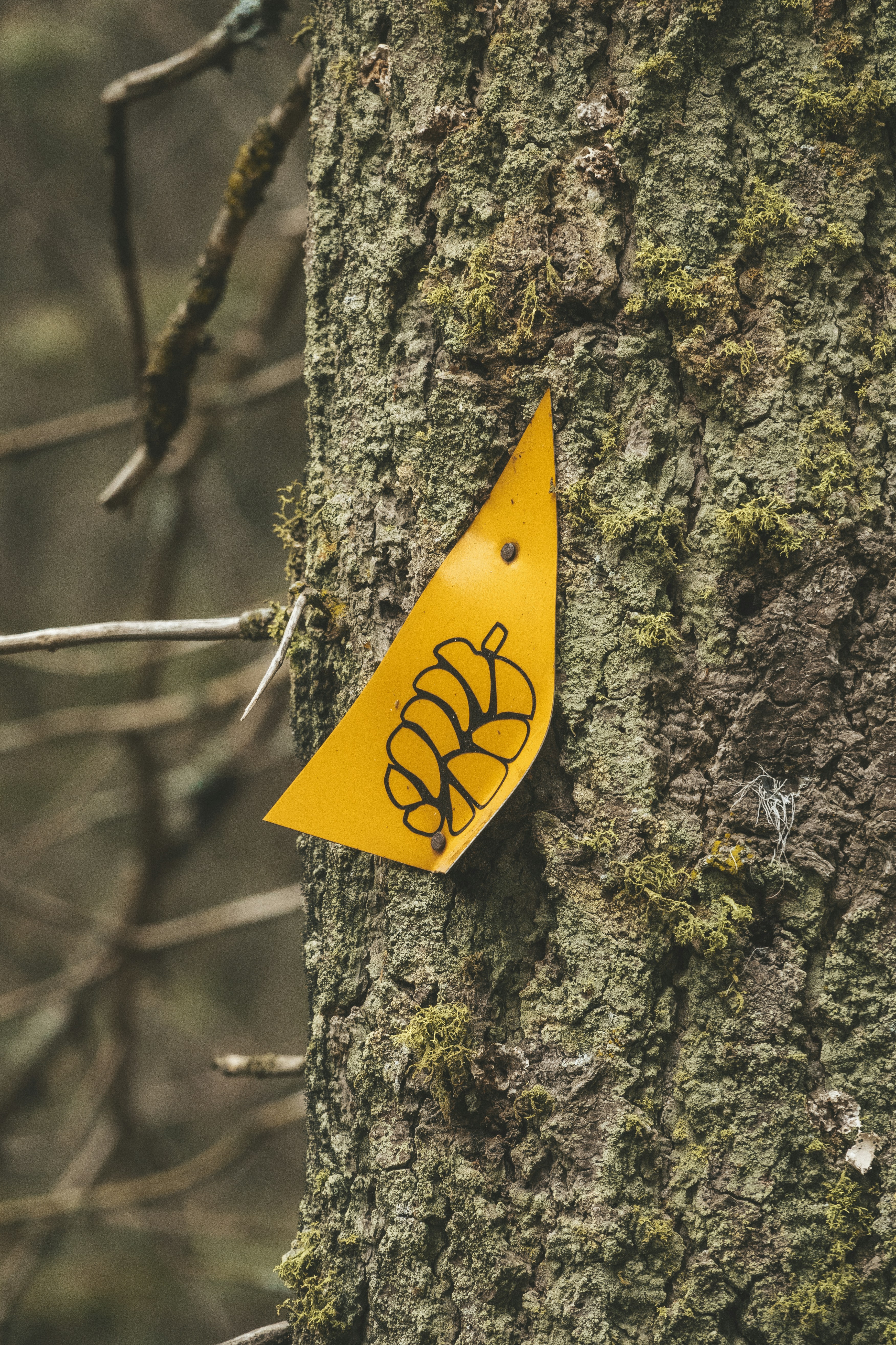 Bright yellow trail marker with a bee illustration attached to a moss-covered tree trunk.