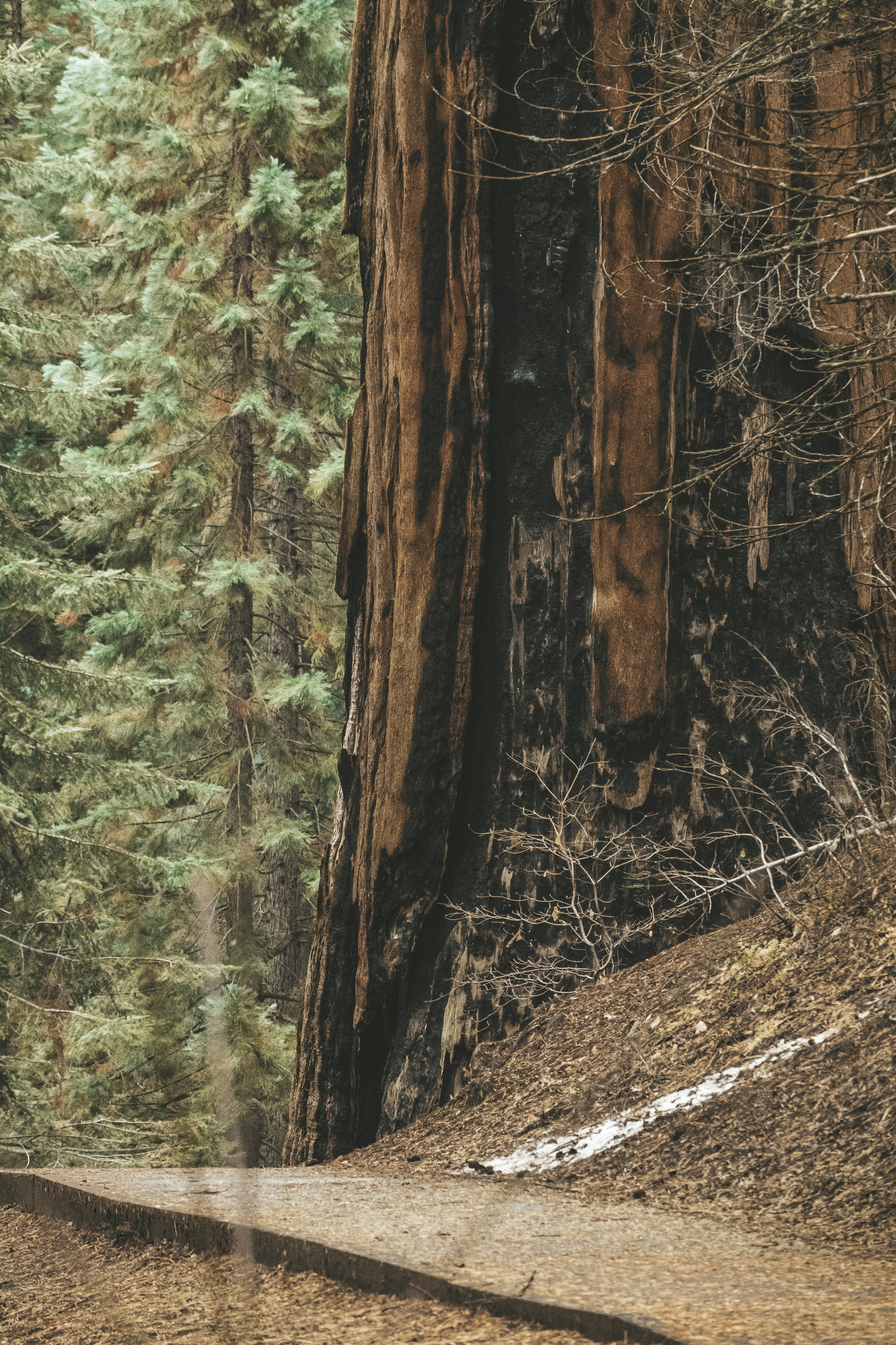 Towering sequoia tree along a winding forest path with soft light filtering through the branches.
