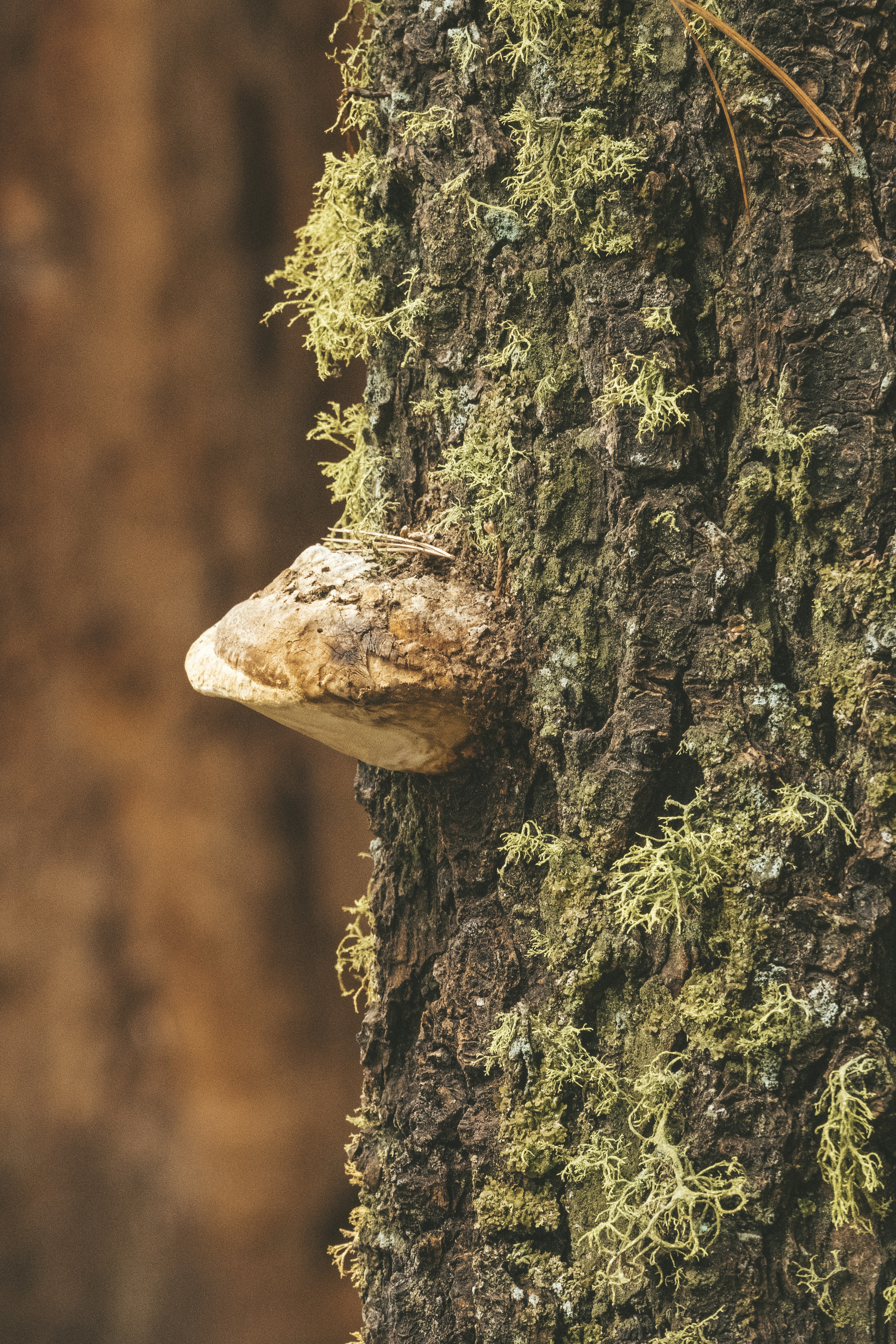 Fungus protruding from a tree trunk covered in green moss in a forest setting.